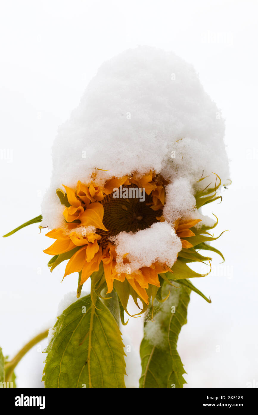 Frozen sunflower hi-res stock photography and images - Alamy