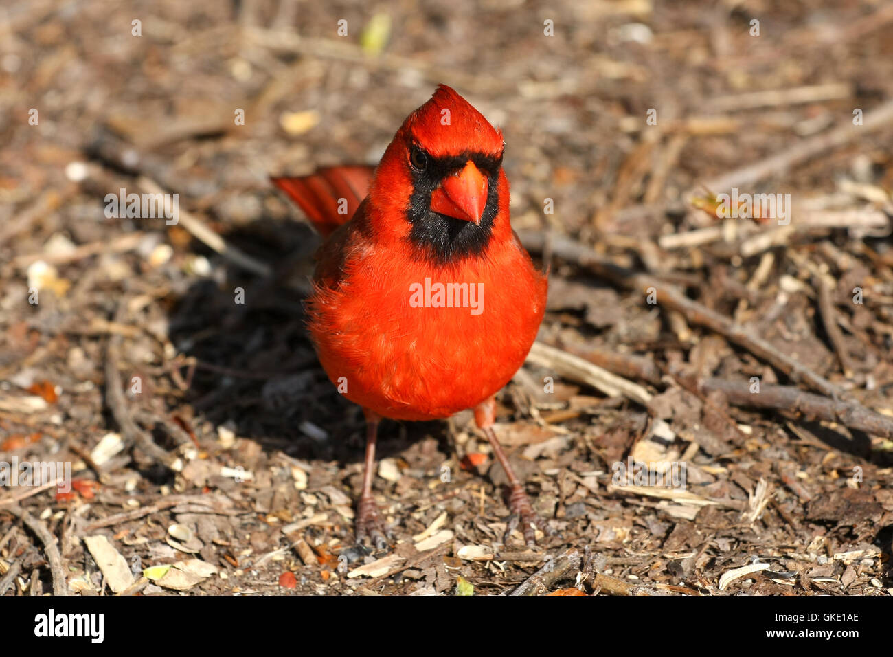 Cardinal Cardinalidae male Stock Photo - Alamy