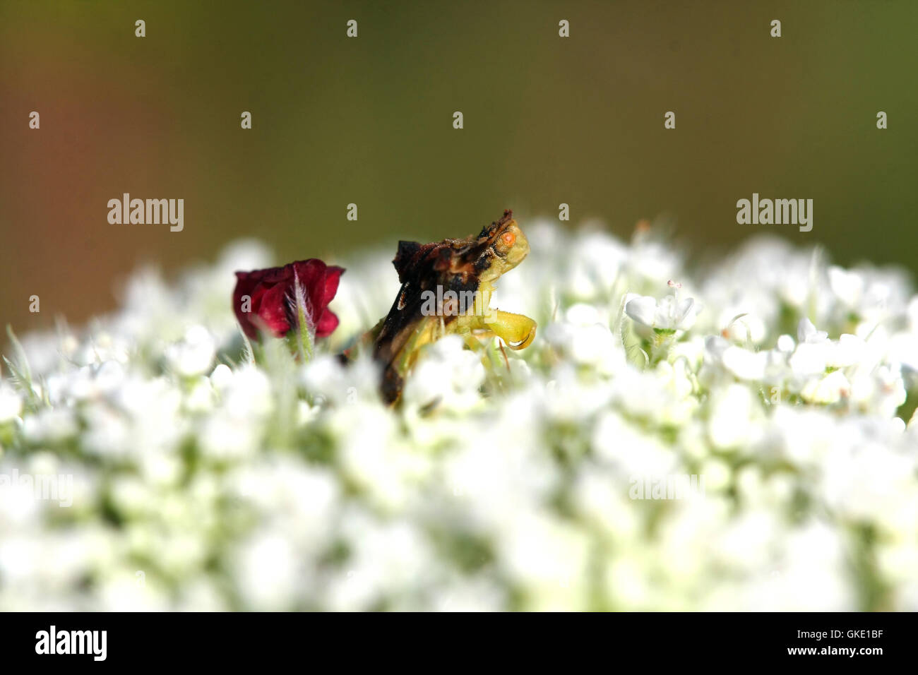 Ambush Bug Phymatinae Stock Photo - Alamy