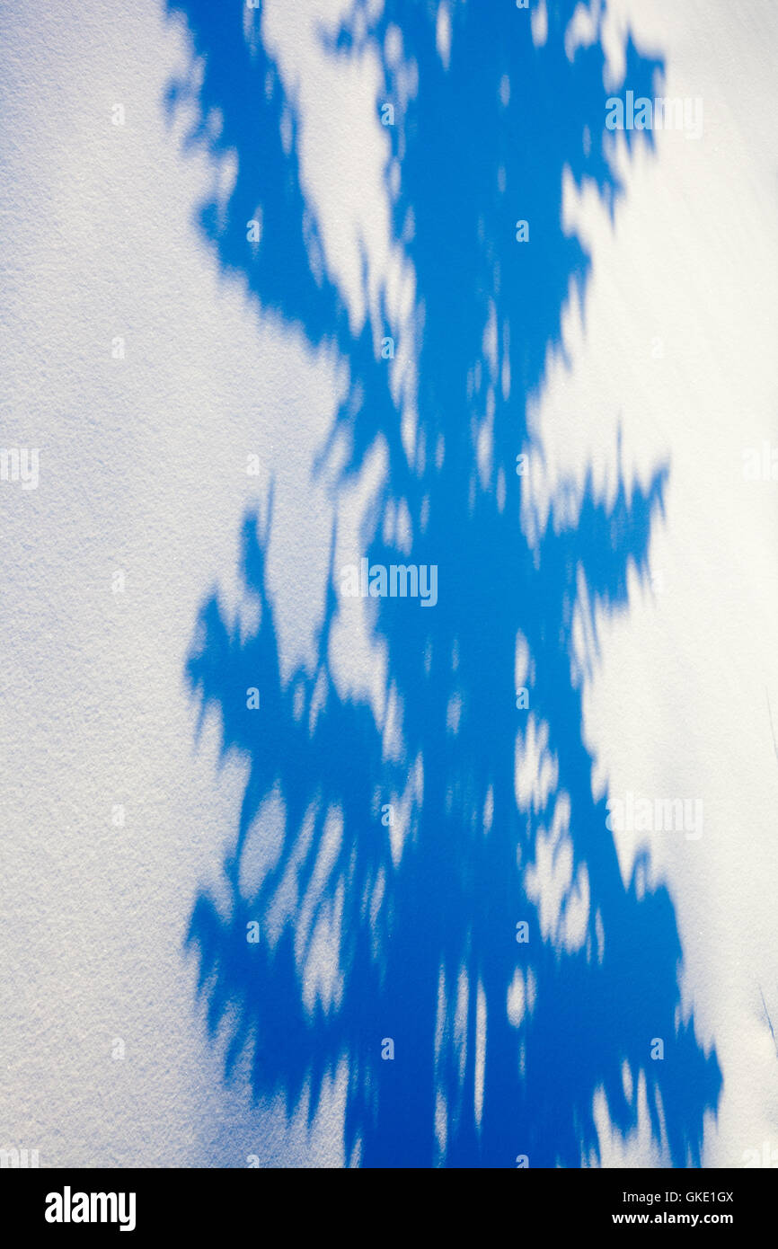 Clean spruce hi-res stock photography and images - Alamy