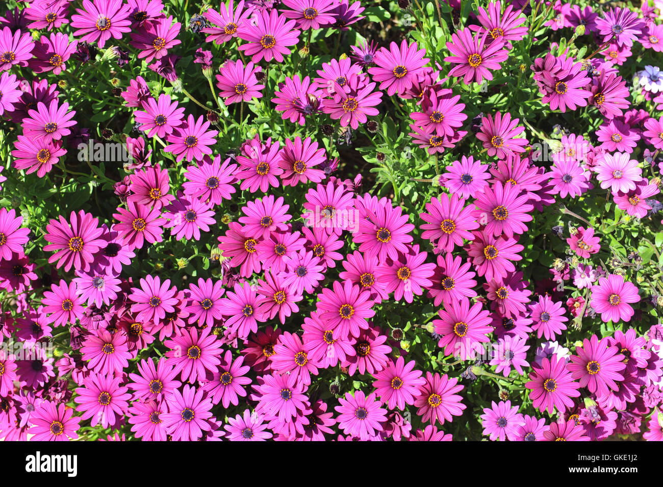 flower plant marguerite Stock Photo - Alamy