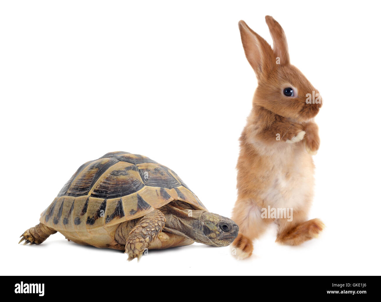 Hare and tortoise race hi-res stock photography and images - Alamy