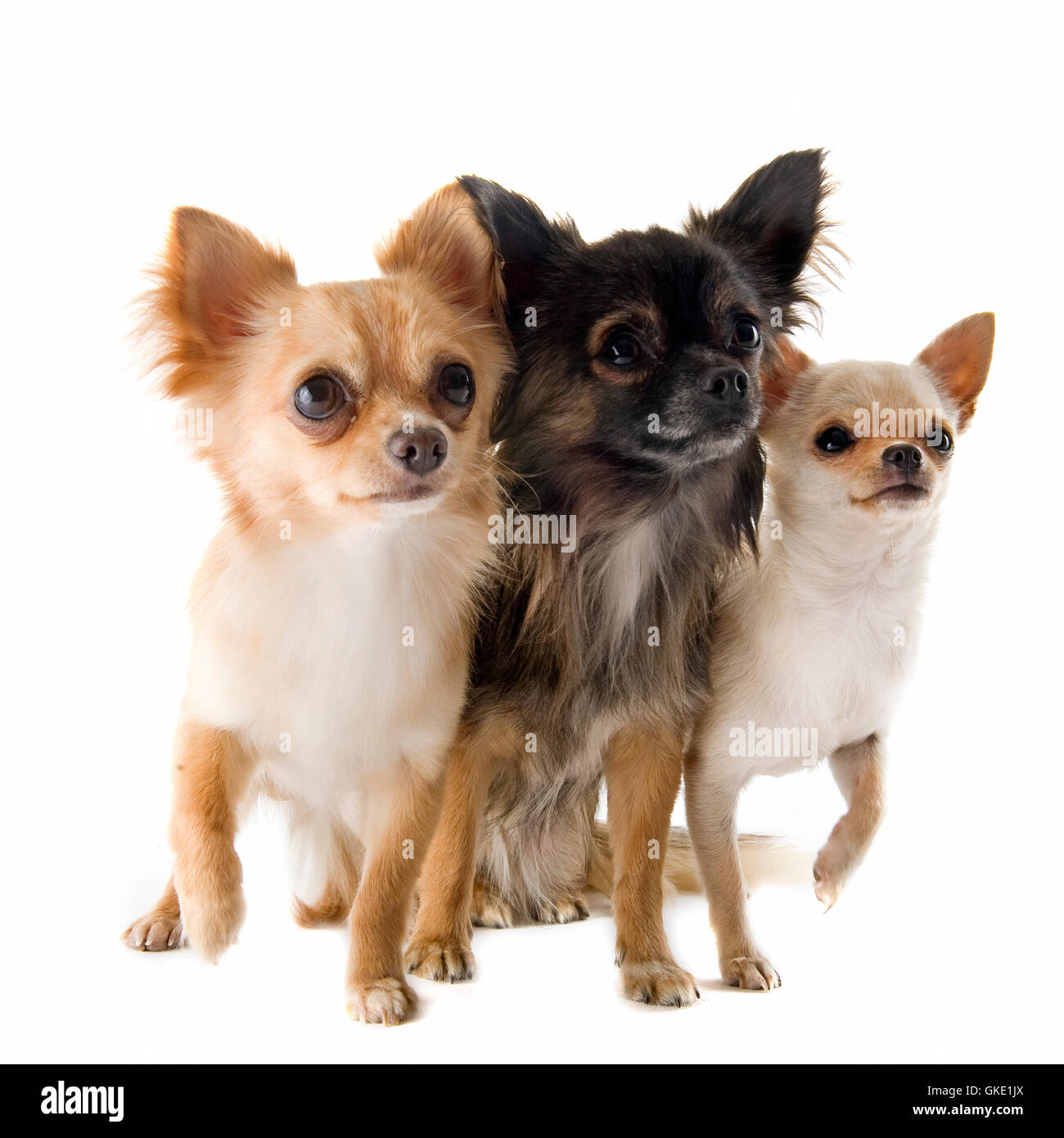 Group of pet hi-res stock photography and images - Alamy
