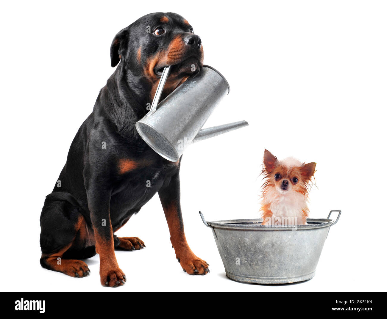 dog wet puppy Stock Photo - Alamy