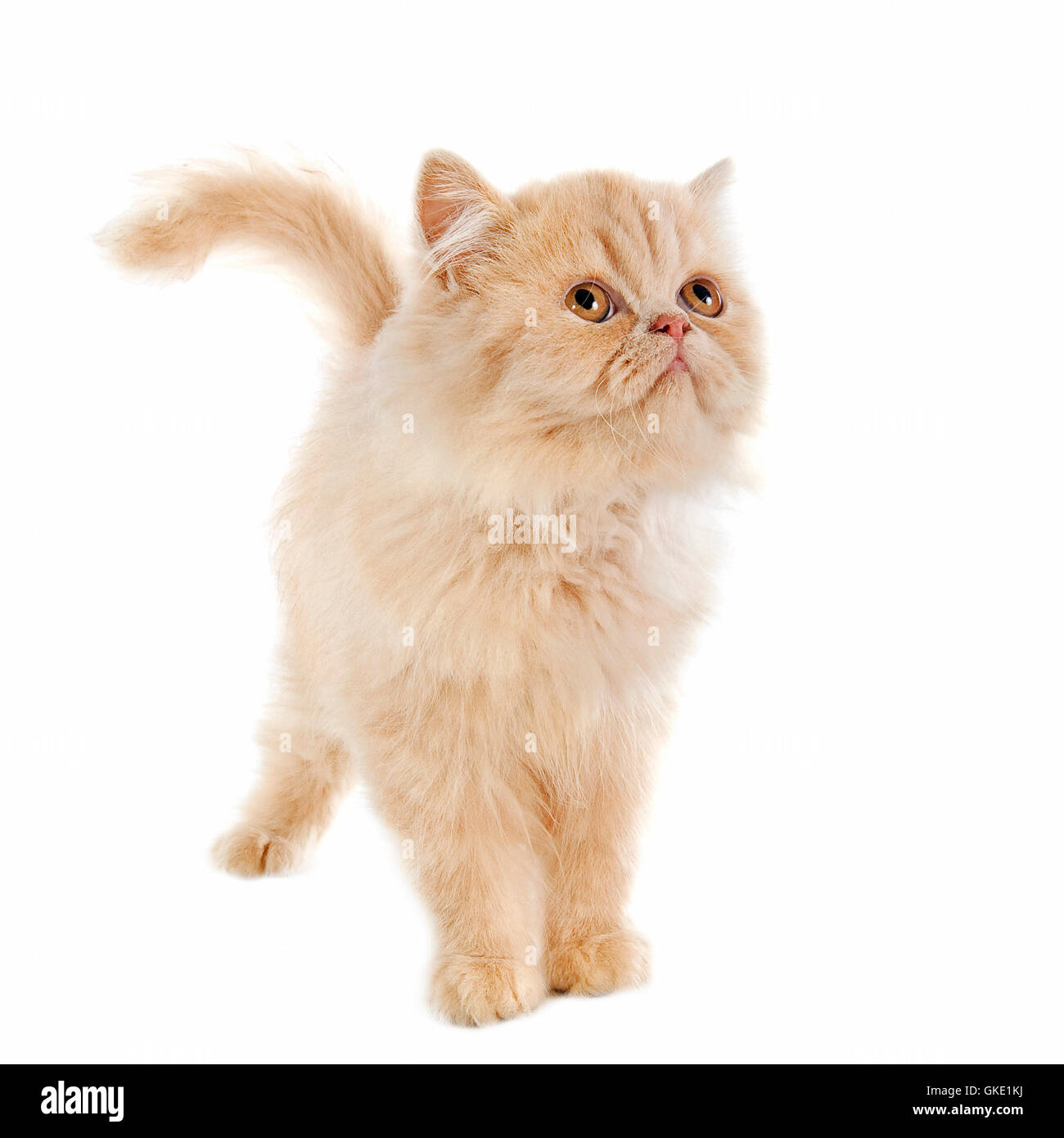 Persian cat ginger hi-res stock photography and images - Alamy