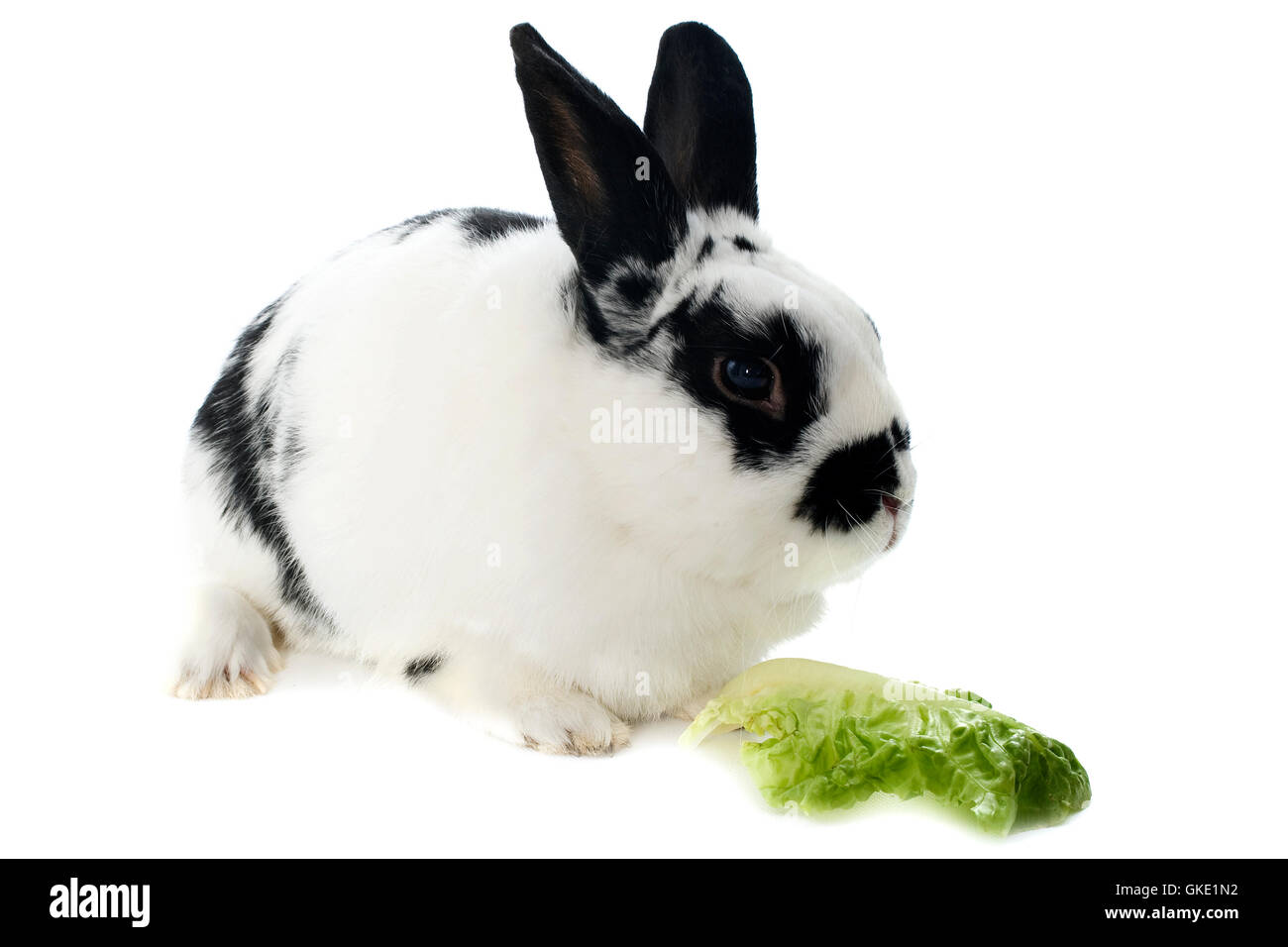 Dwarf bunny hi-res stock photography and images - Alamy