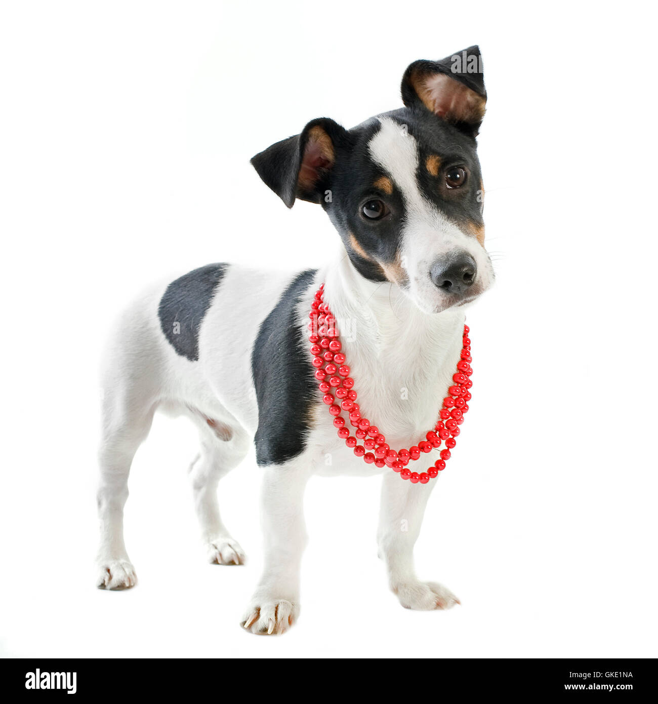 Small animal Cut Out Stock Images & Pictures - Alamy