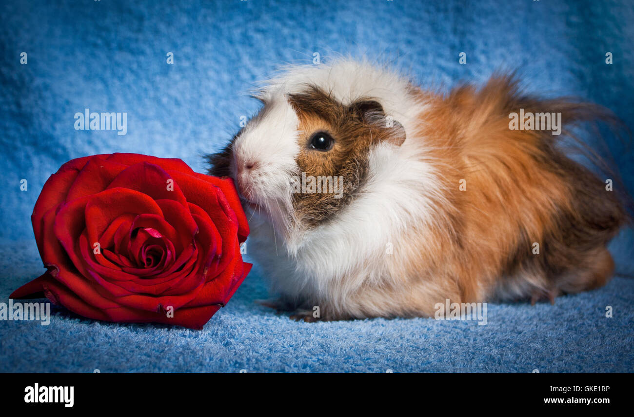 Abyssinian Guinea Pig Stock Photo - Alamy