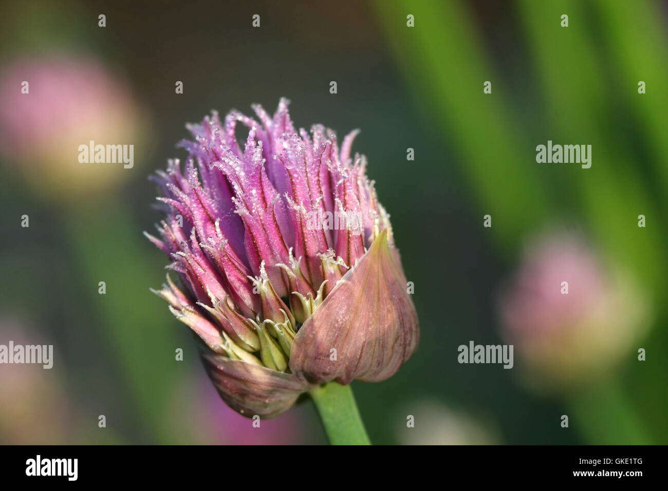 Chive Flower Bud Stock Photo - Alamy