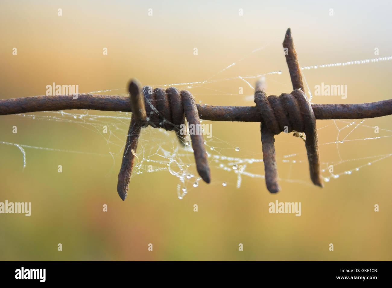 Wire web hi-res stock photography and images - Alamy