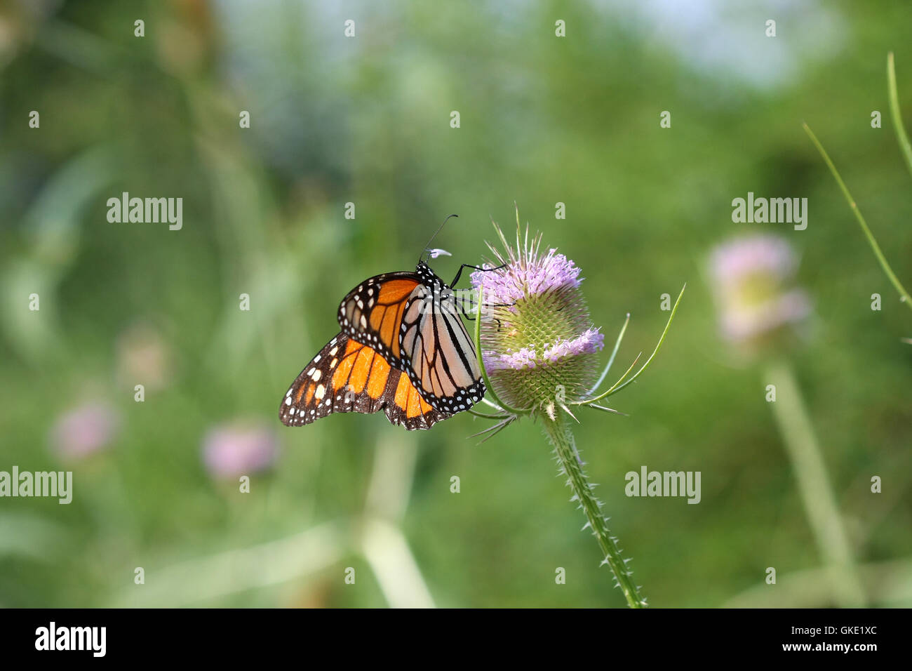 Monarch Butterfly Danaus plexippus Stock Photo - Alamy