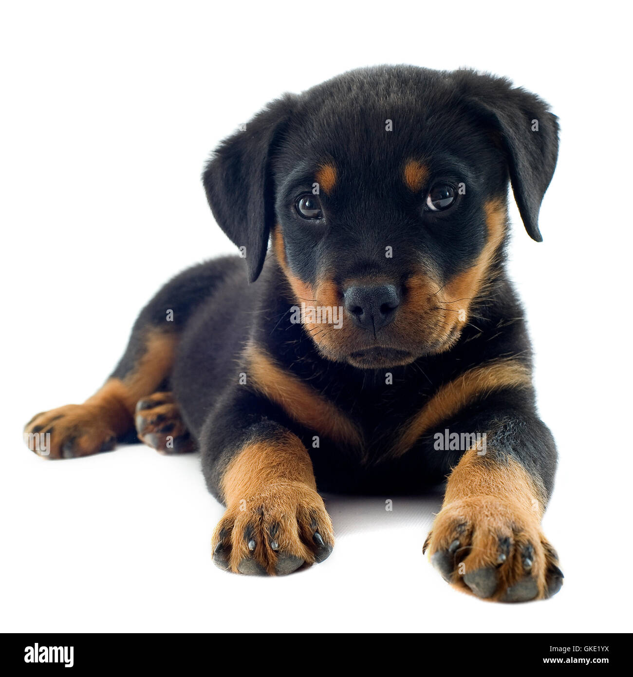 animal pet dog Stock Photo - Alamy