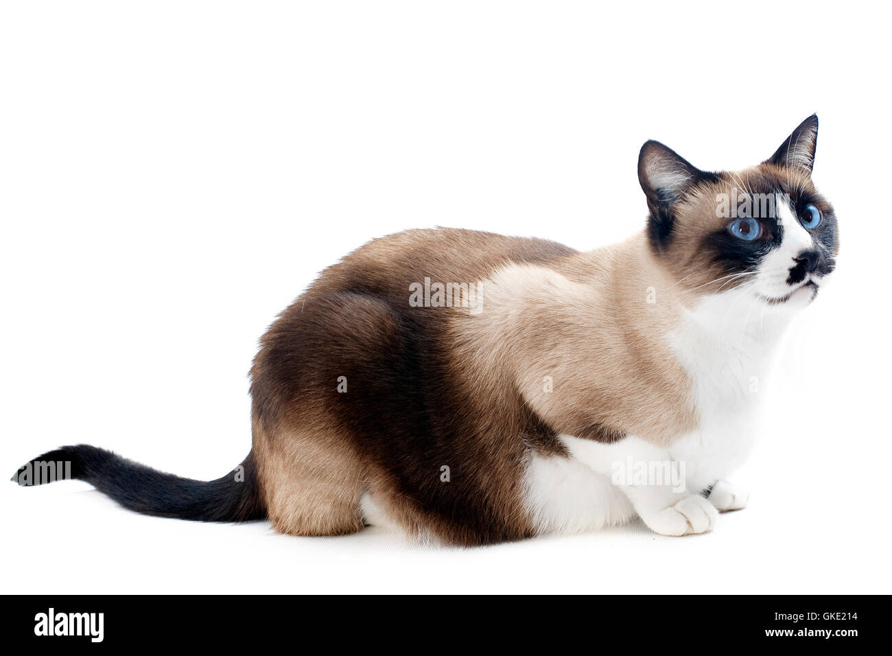 animal pet pussycat Stock Photo - Alamy