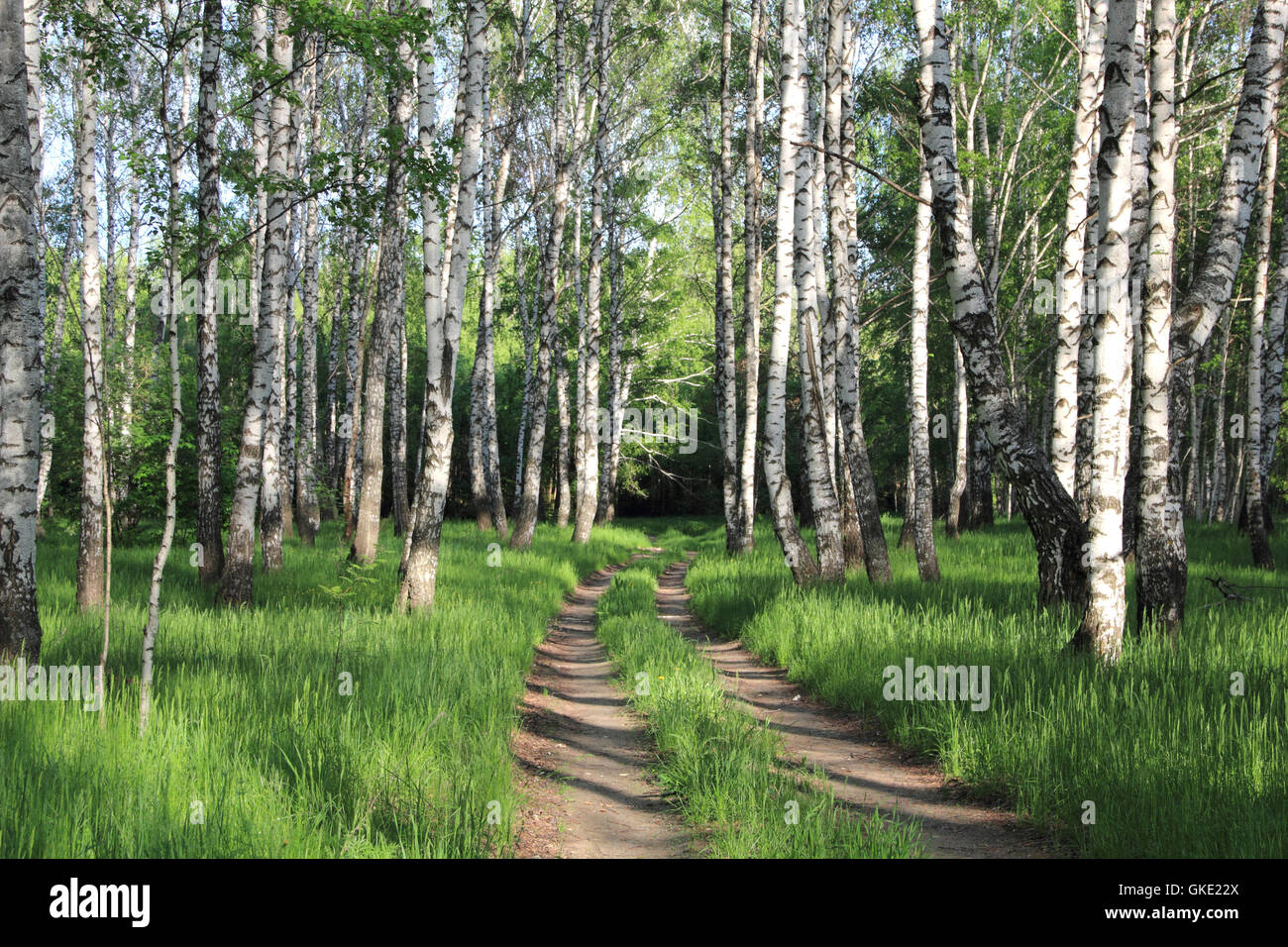 Sun in birch grove hi-res stock photography and images - Alamy