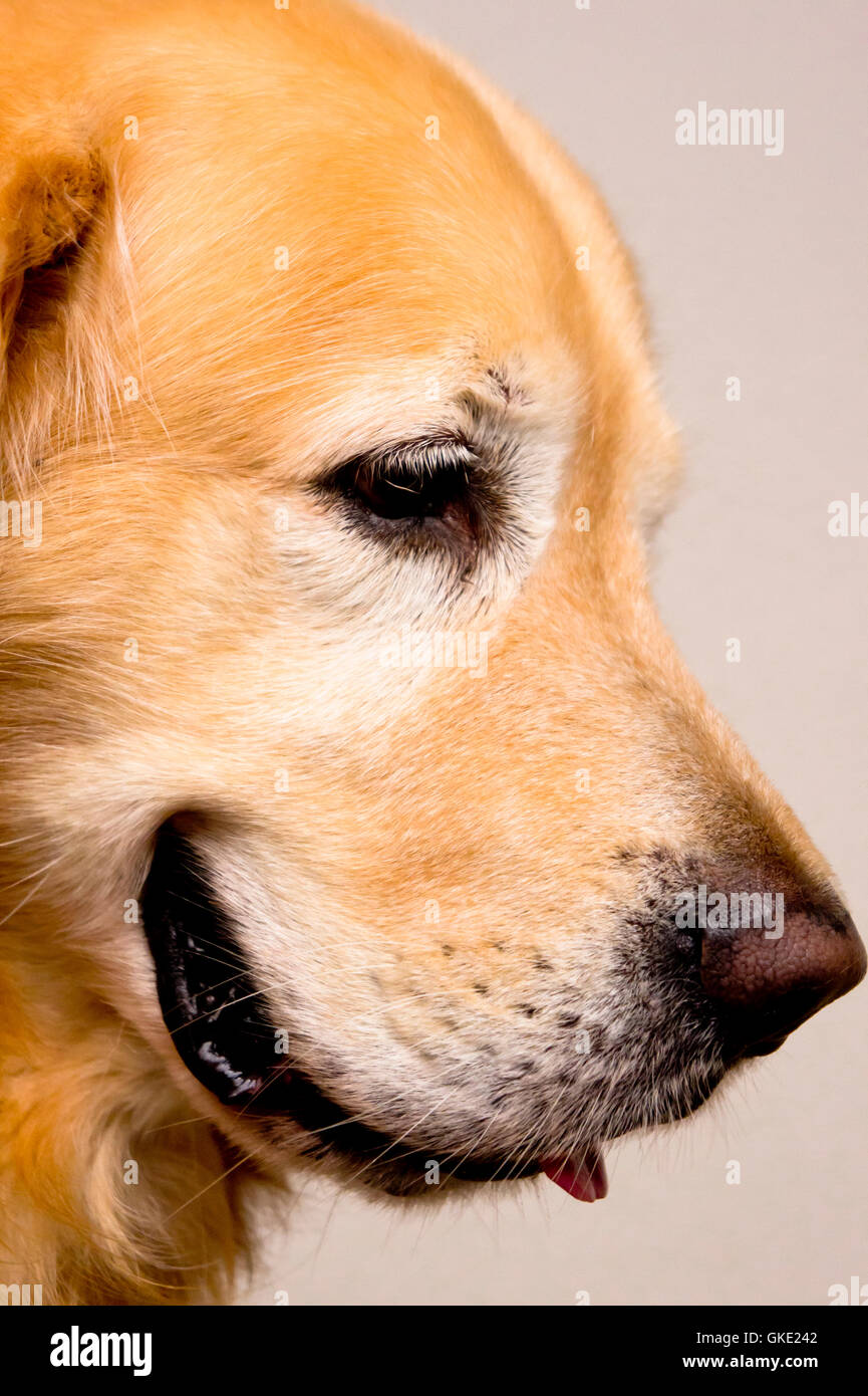 Tan golden retriever hi-res stock photography and images - Alamy