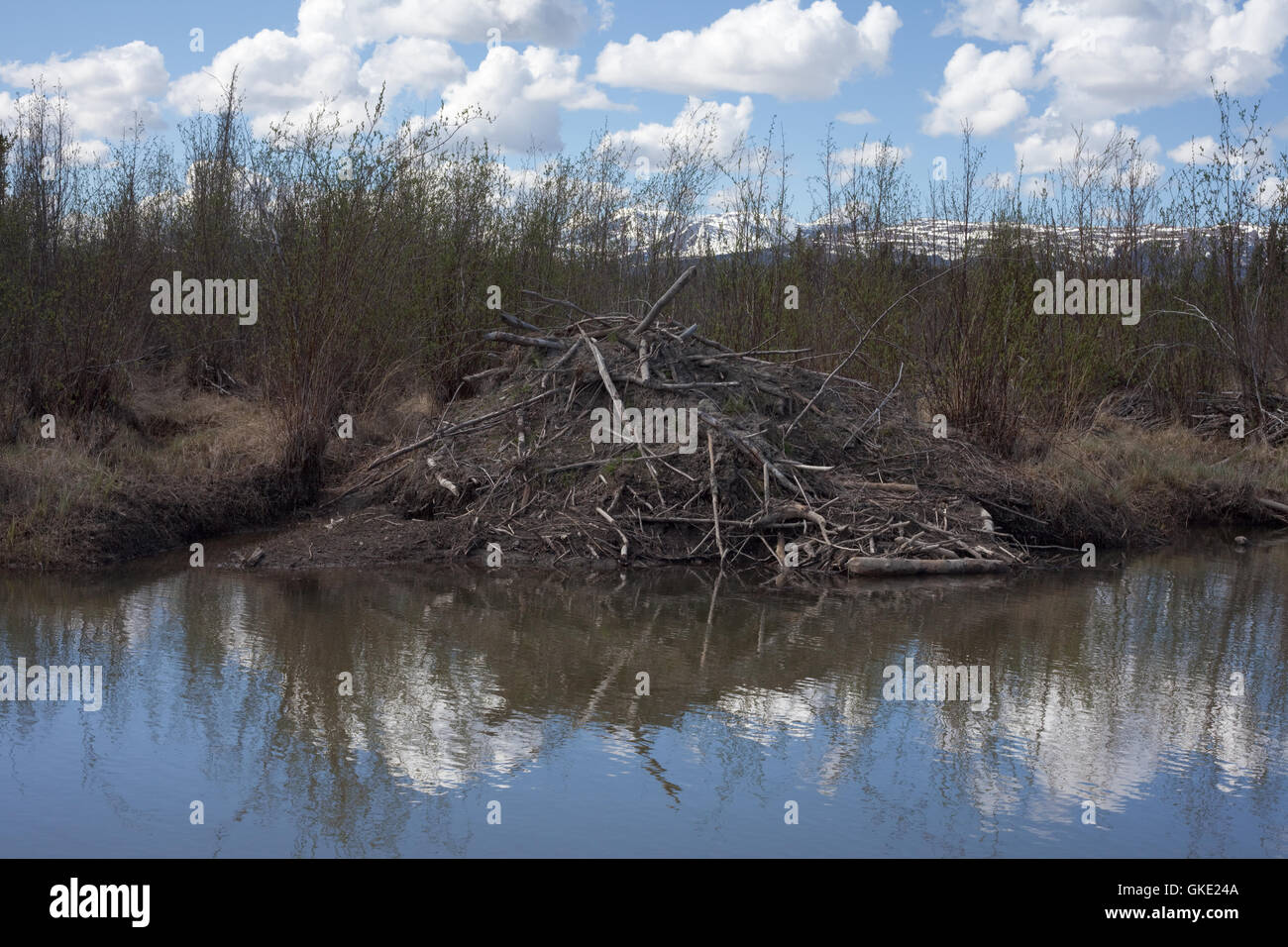 Beavers house hi-res stock photography and images - Alamy
