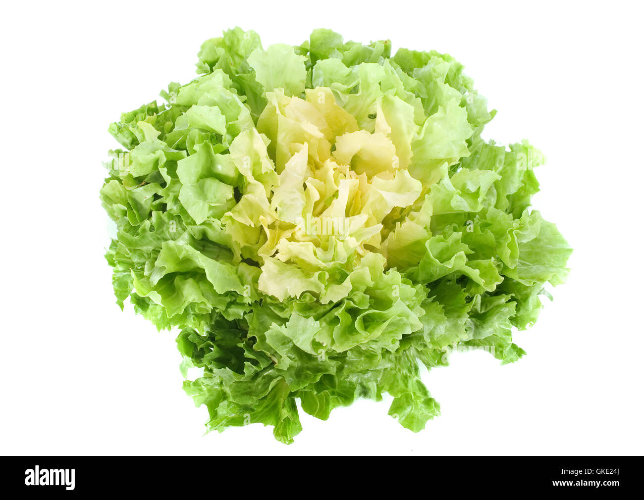 Endive green hi-res stock photography and images - Alamy
