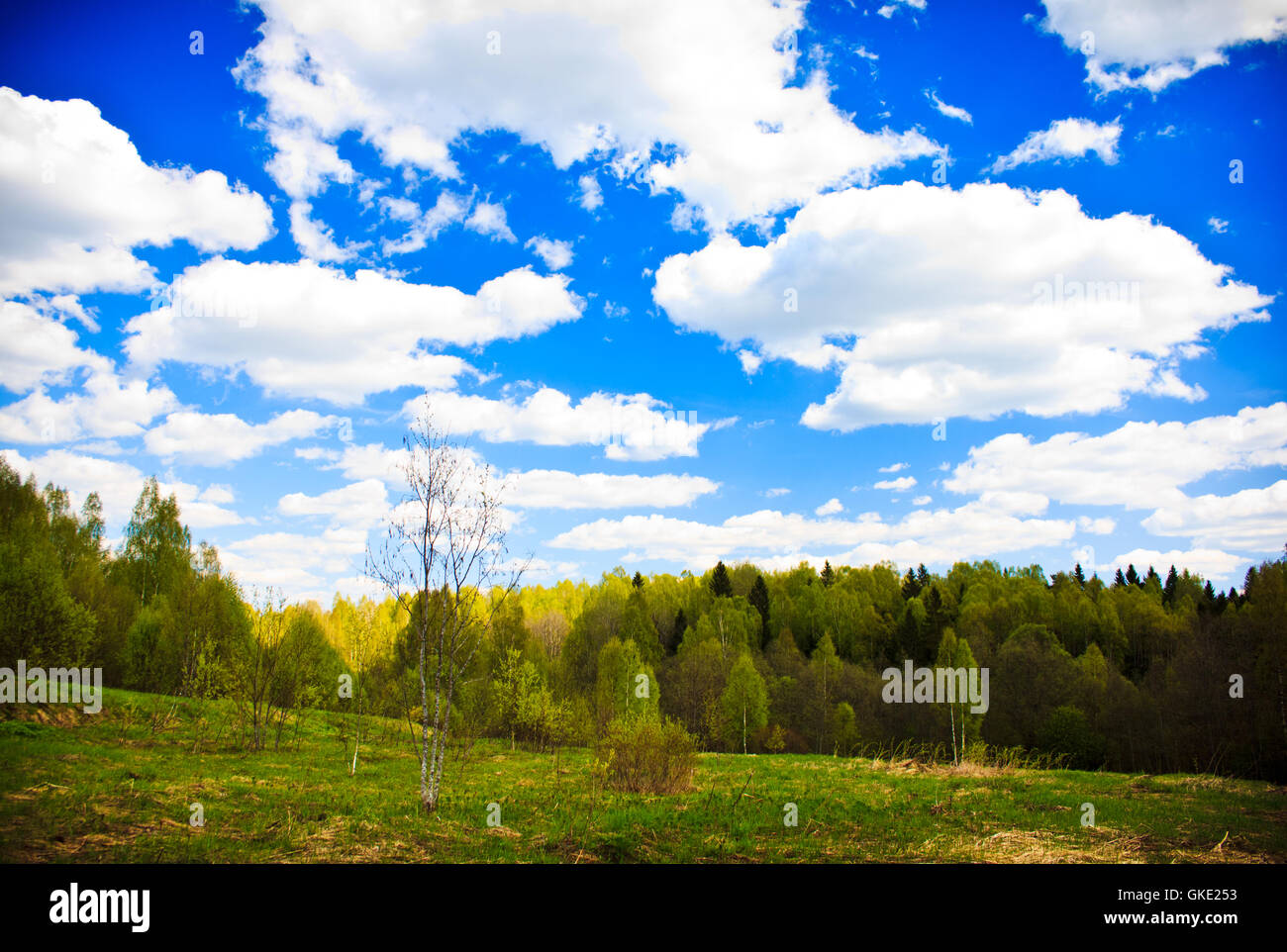 Spring forest and blue sky with white clouds Stock Photo - Alamy