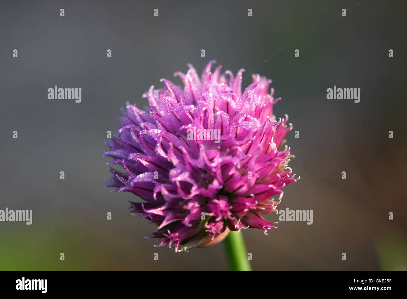 Chive Flower Bud Stock Photo - Alamy