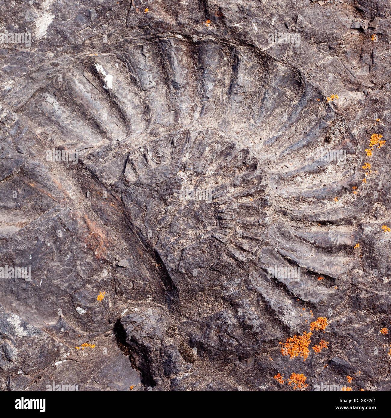 Big fossilized ammonite Stock Photo - Alamy