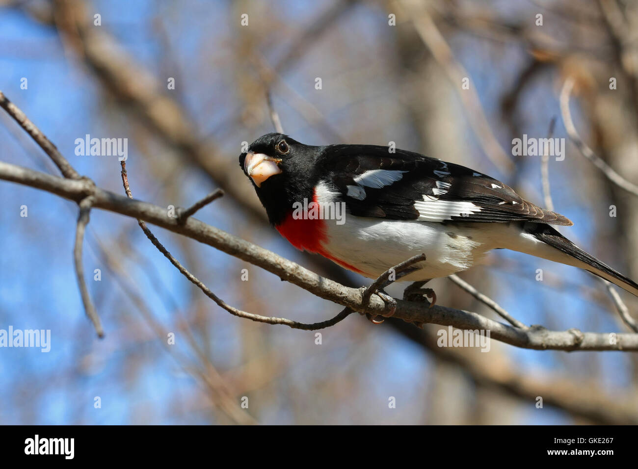 Pink grosbeak hi-res stock photography and images - Alamy