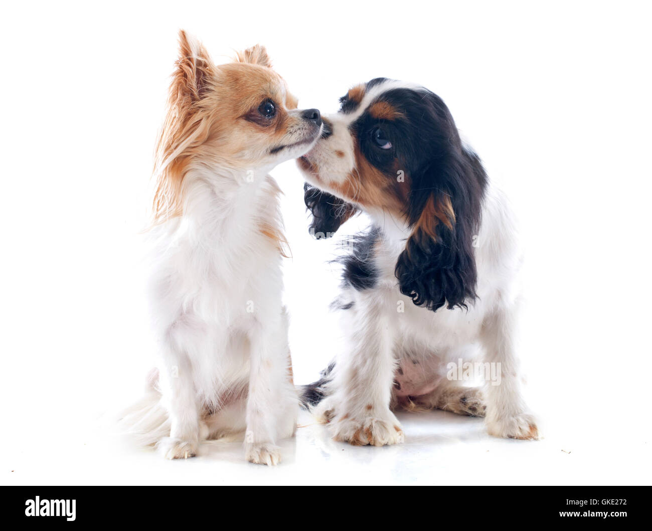 dog dogs two Stock Photo - Alamy