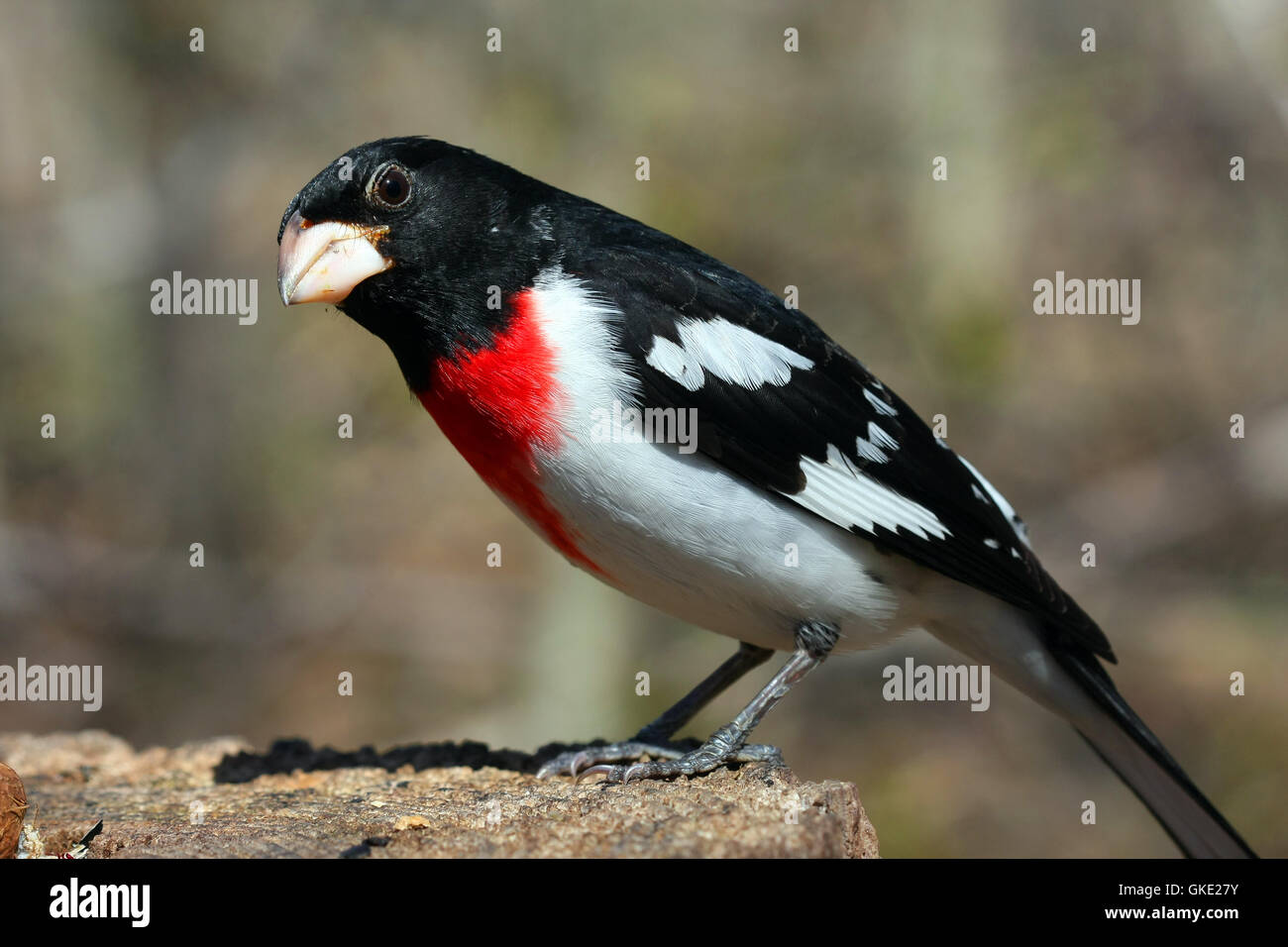 Black breasted red hi-res stock photography and images - Alamy
