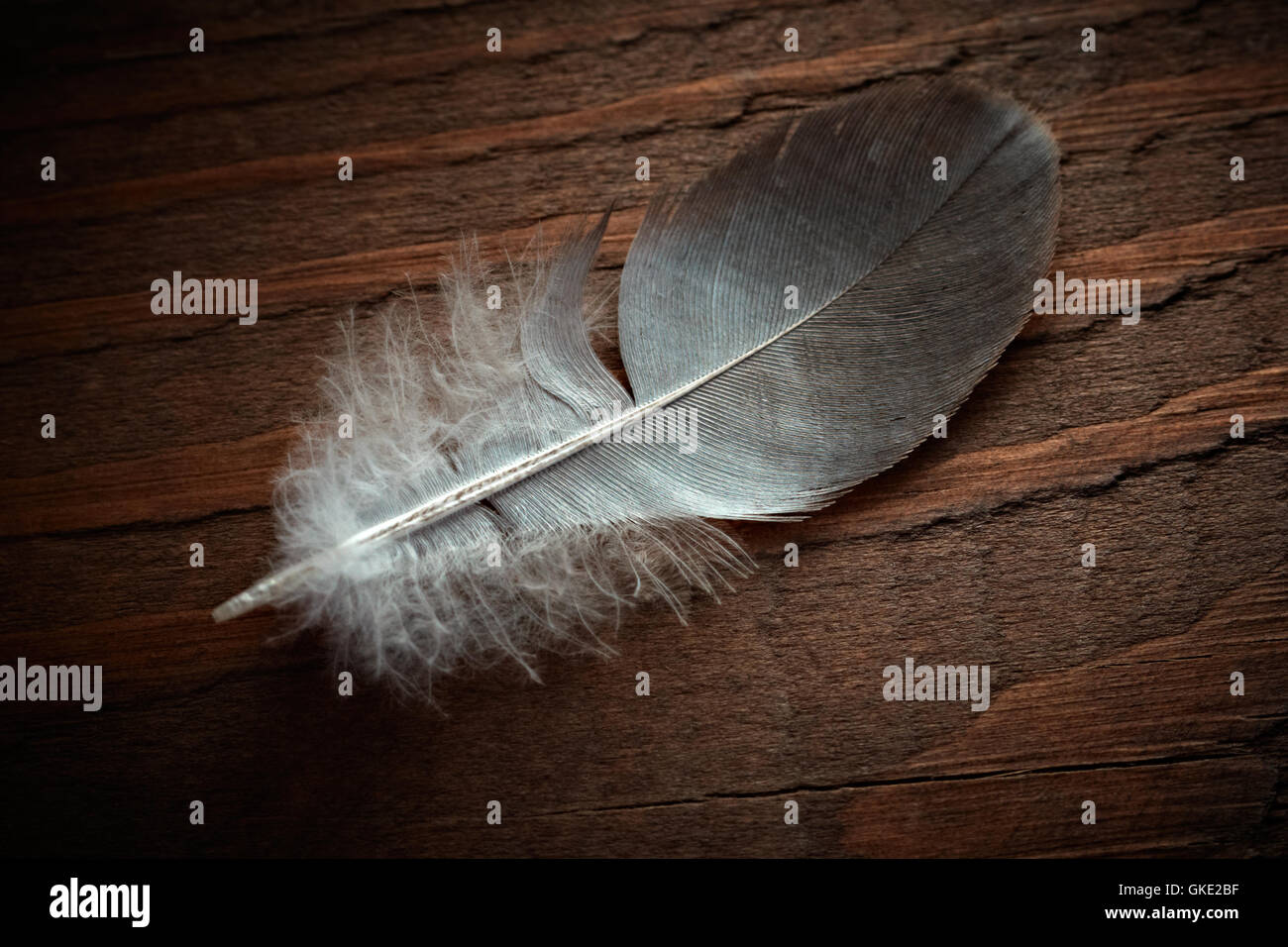 Pigeon feather on the old wood texture Stock Photo - Alamy