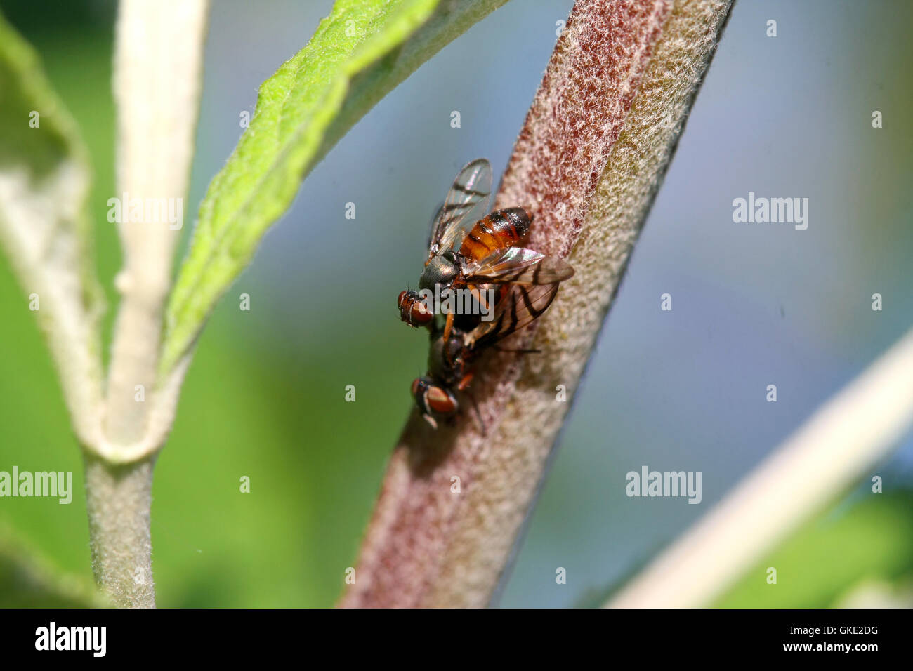 Common picture winged hi-res stock photography and images - Alamy