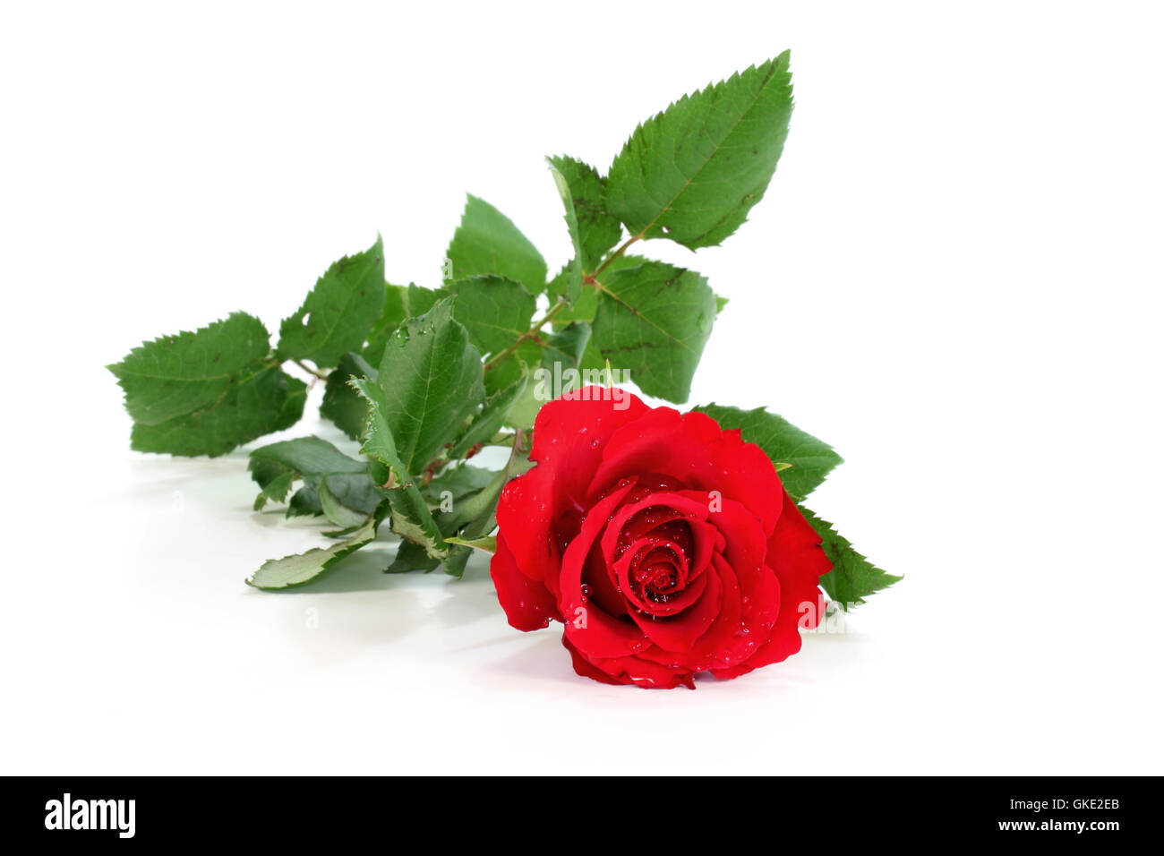 Thorn rose hi-res stock photography and images - Alamy