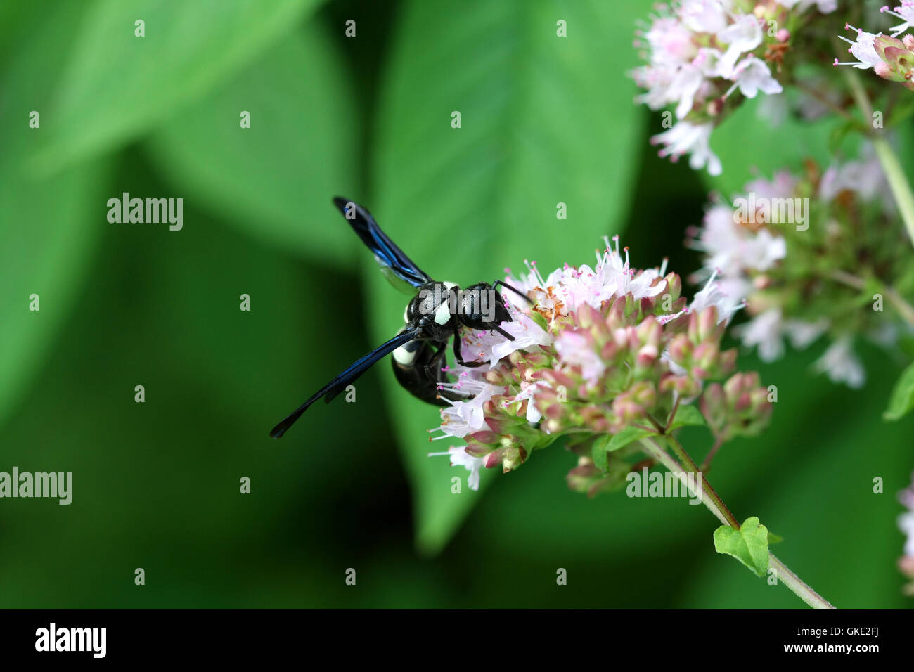 Potters Wasp Eumeninae Stock Photo - Alamy