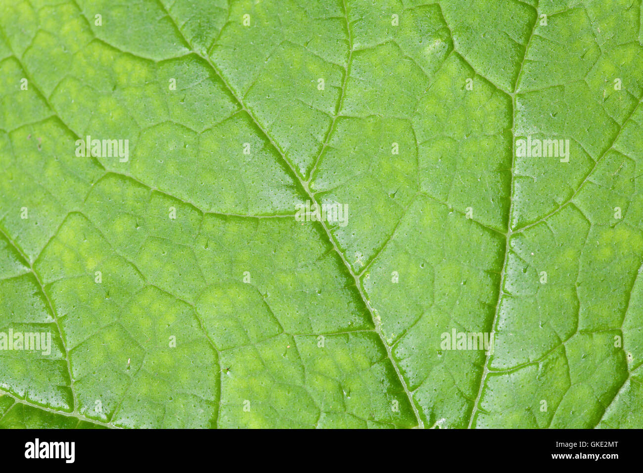 Texture of green leaf Stock Photo - Alamy