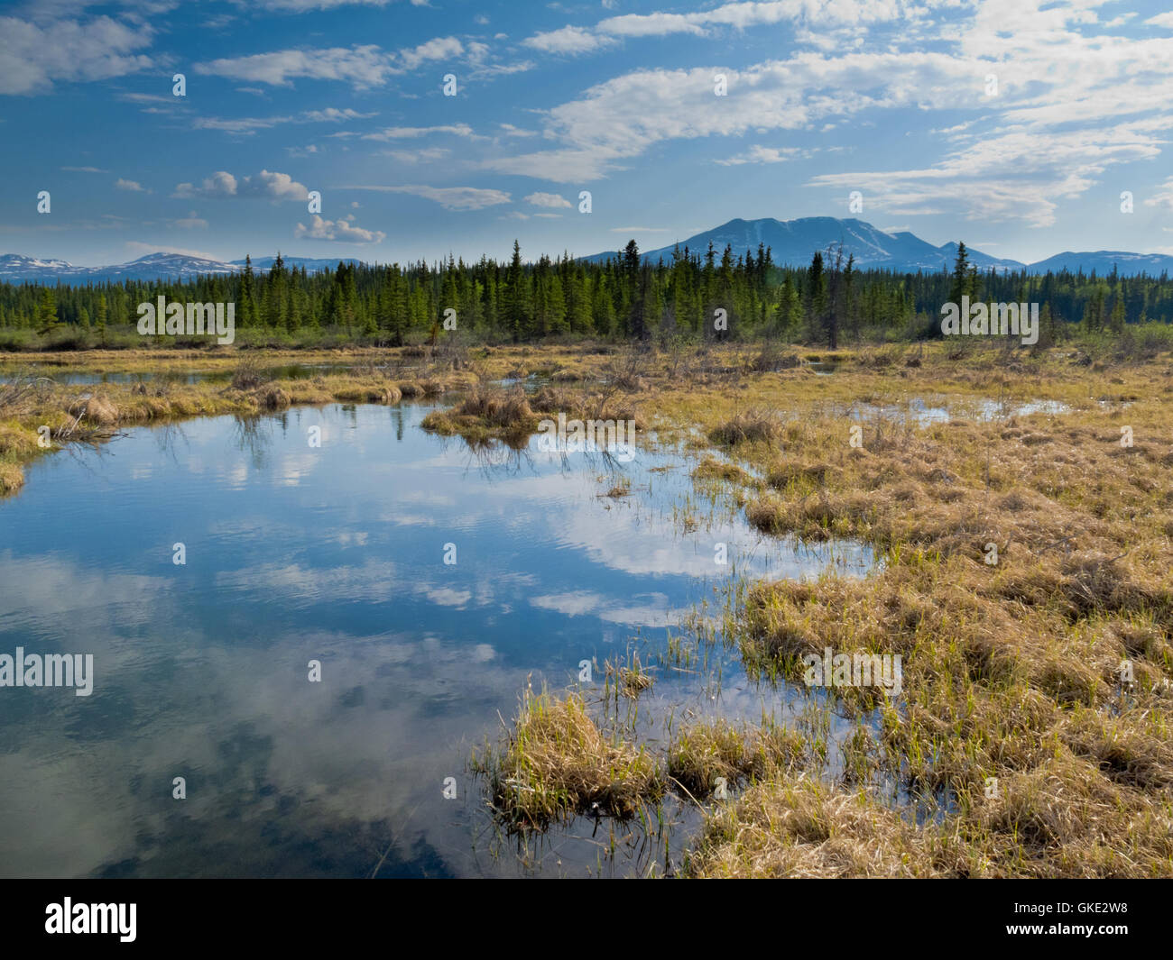 Swampy spruce forest hi-res stock photography and images - Alamy