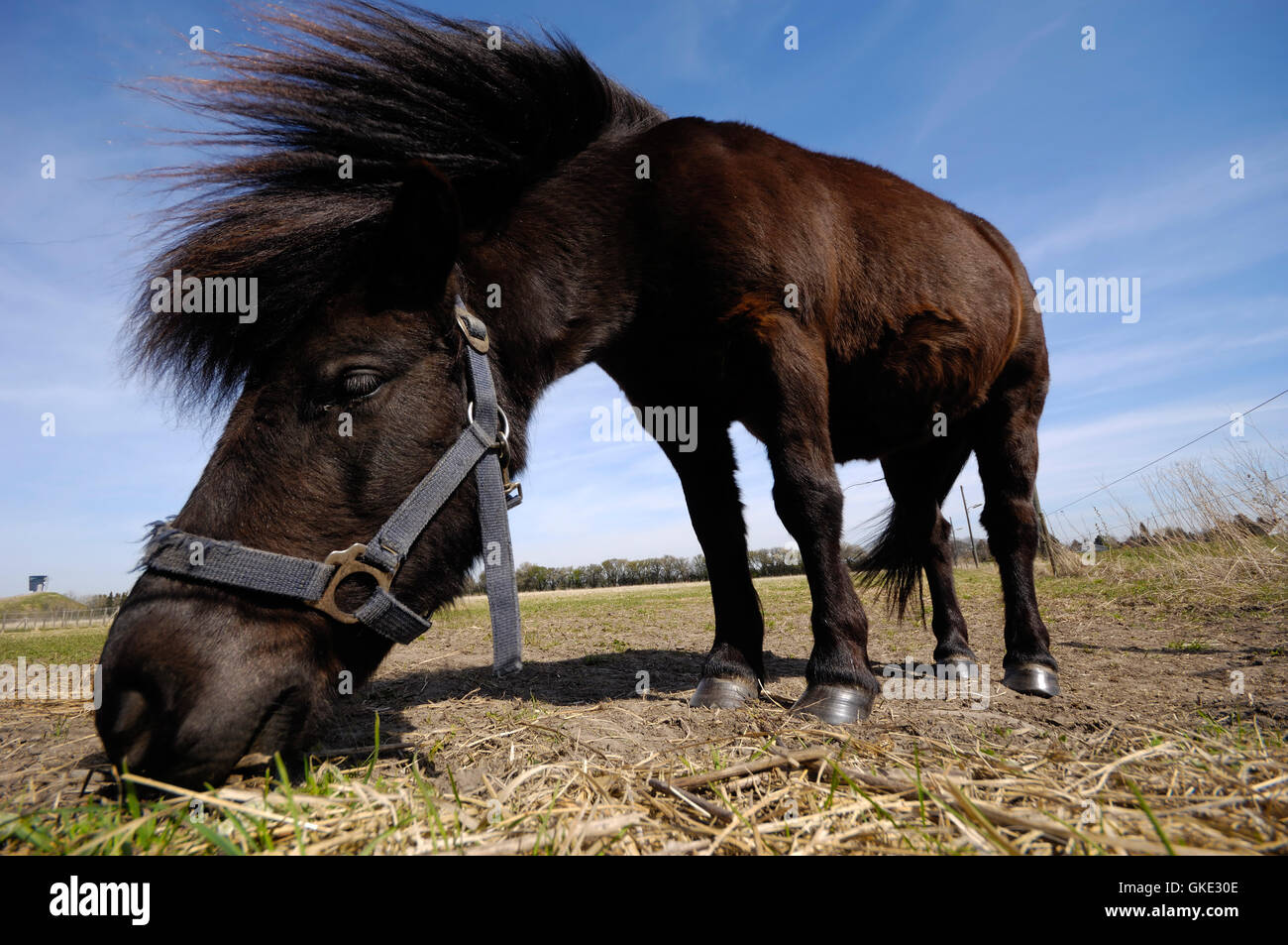 Pony is eating grass Stock Photo - Alamy
