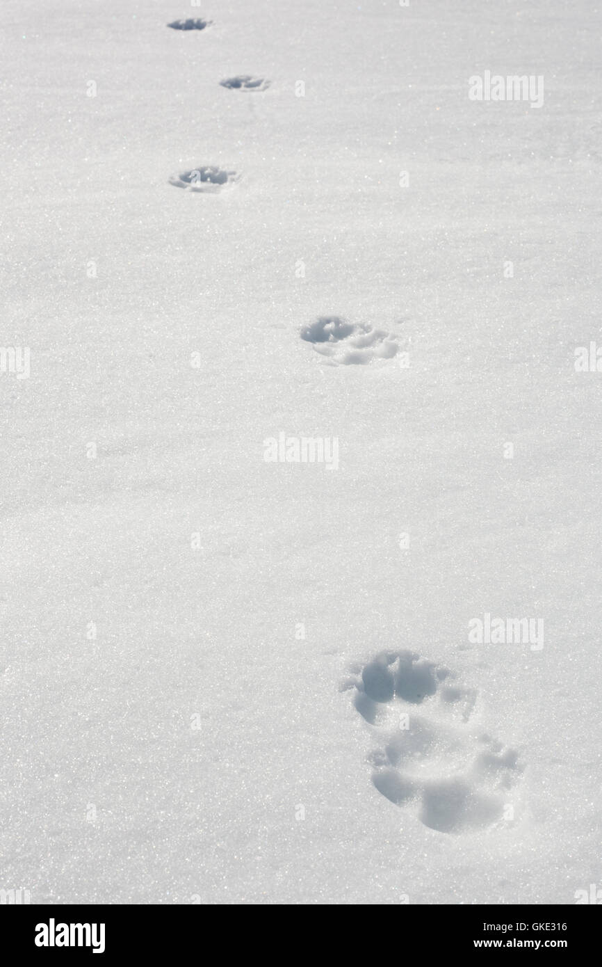 Wolf tracks hi-res stock photography and images - Alamy