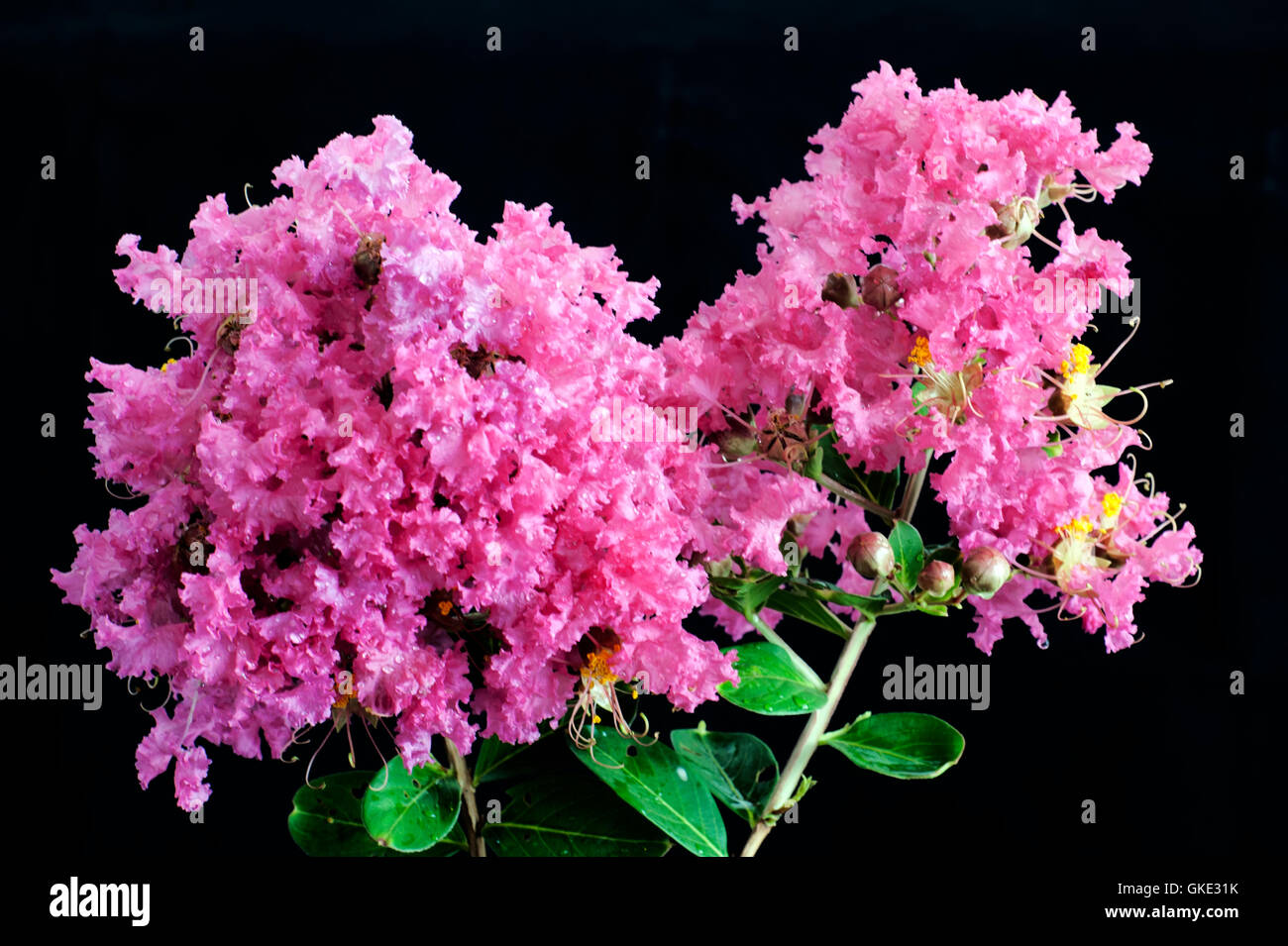 Crape myrtle flower Stock Photo - Alamy