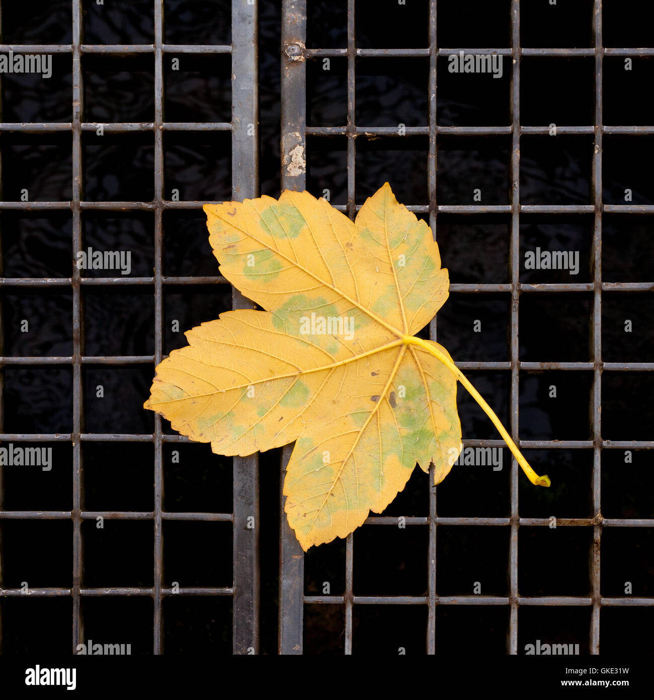 Yellow Maple Leaf Stock Photo - Alamy