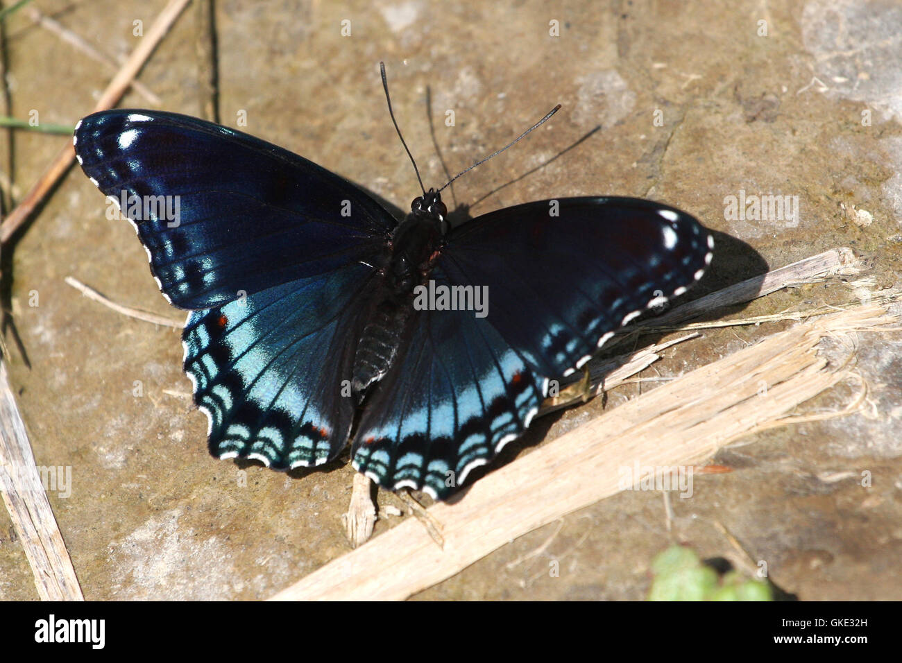 Red-spotted Purple Butterfly Stock Photo - Alamy