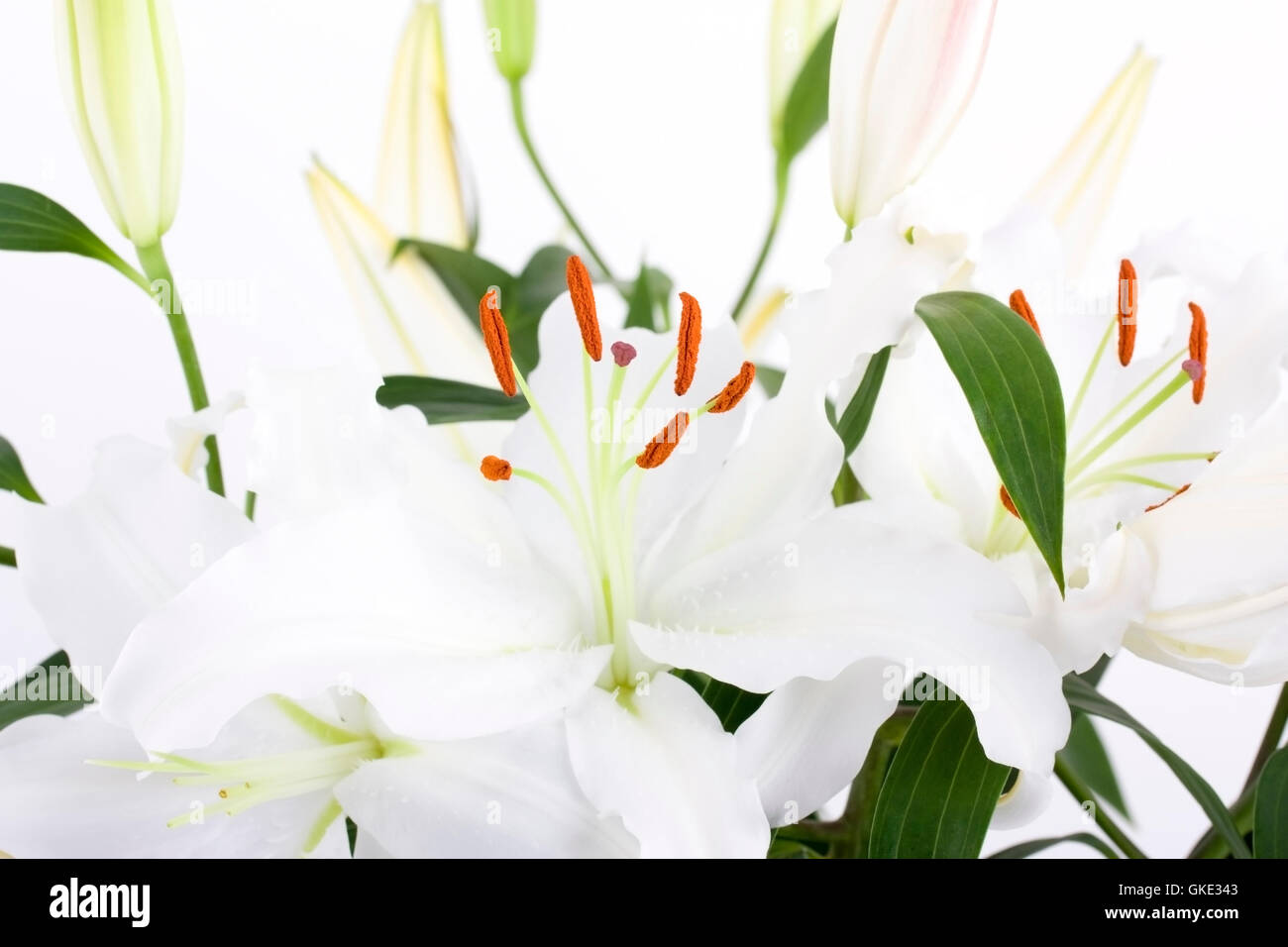 Open and closed lilies hi-res stock photography and images - Alamy