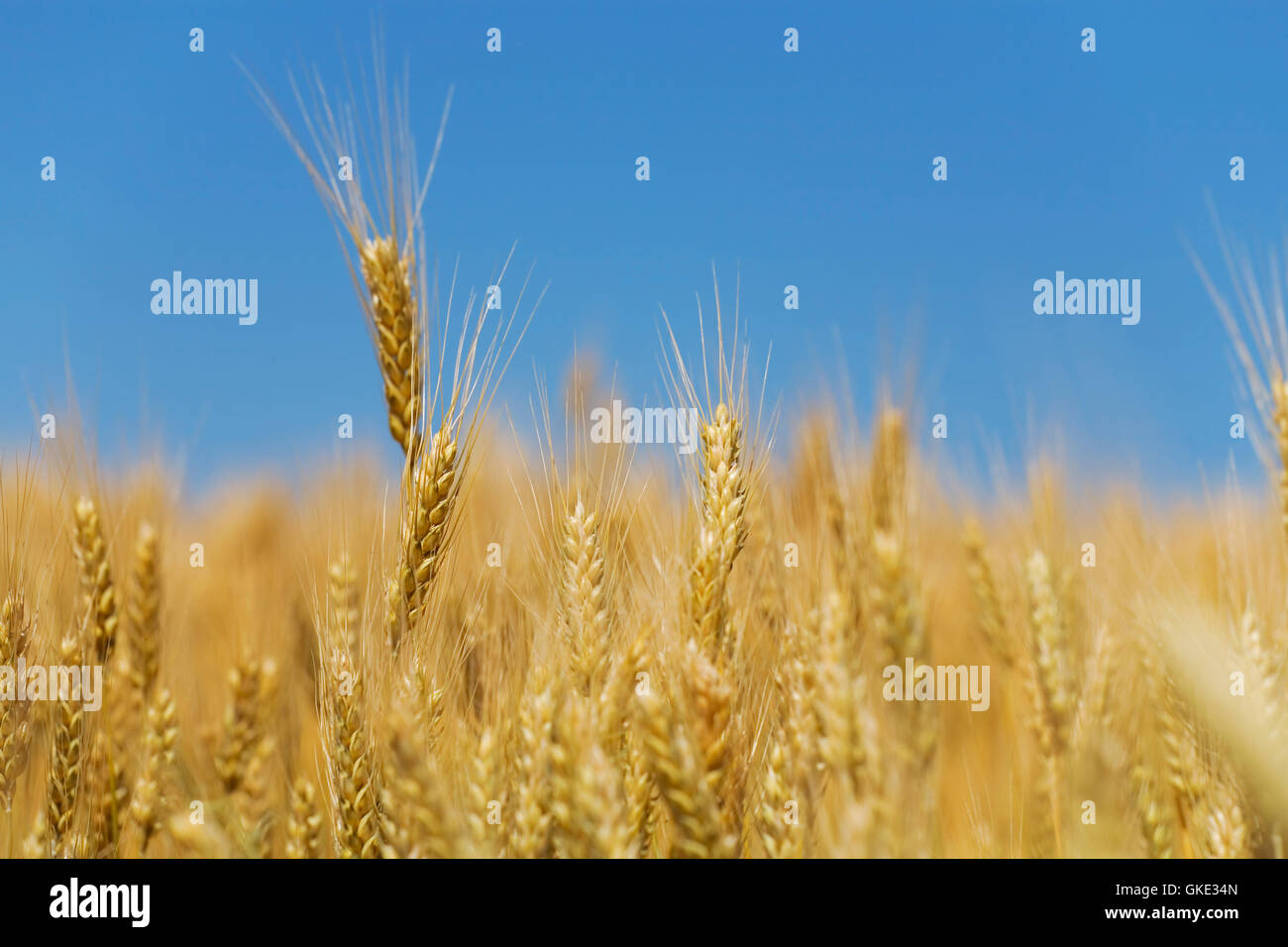 field of a golden wheat Stock Photo - Alamy