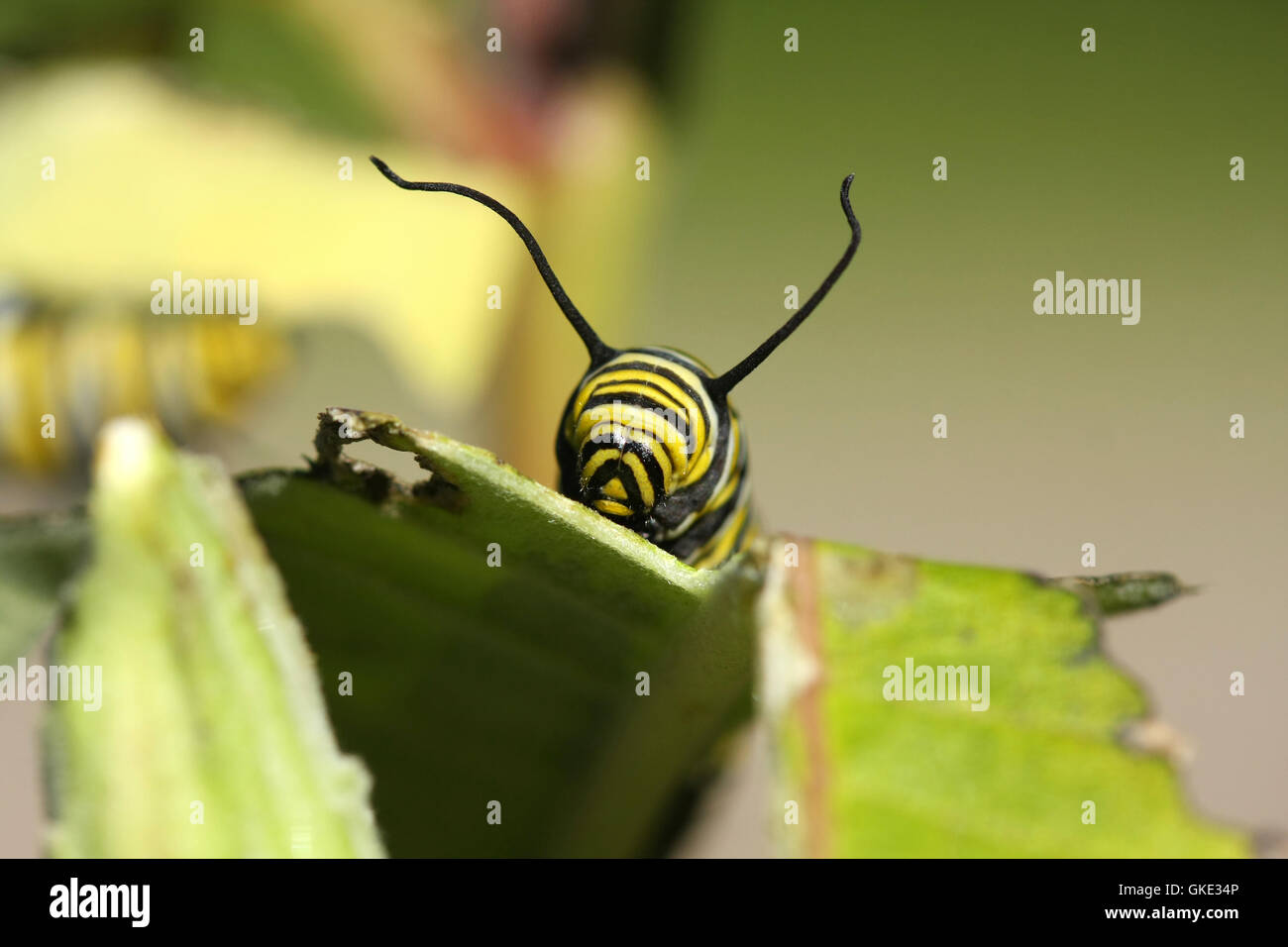Life cycle of butterfly hi-res stock photography and images - Alamy