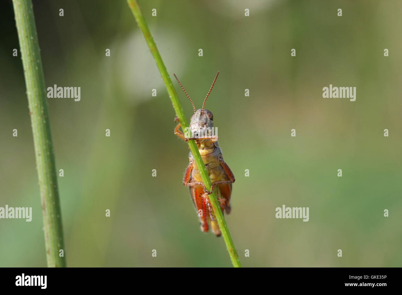 Red legged locust hi-res stock photography and images - Alamy