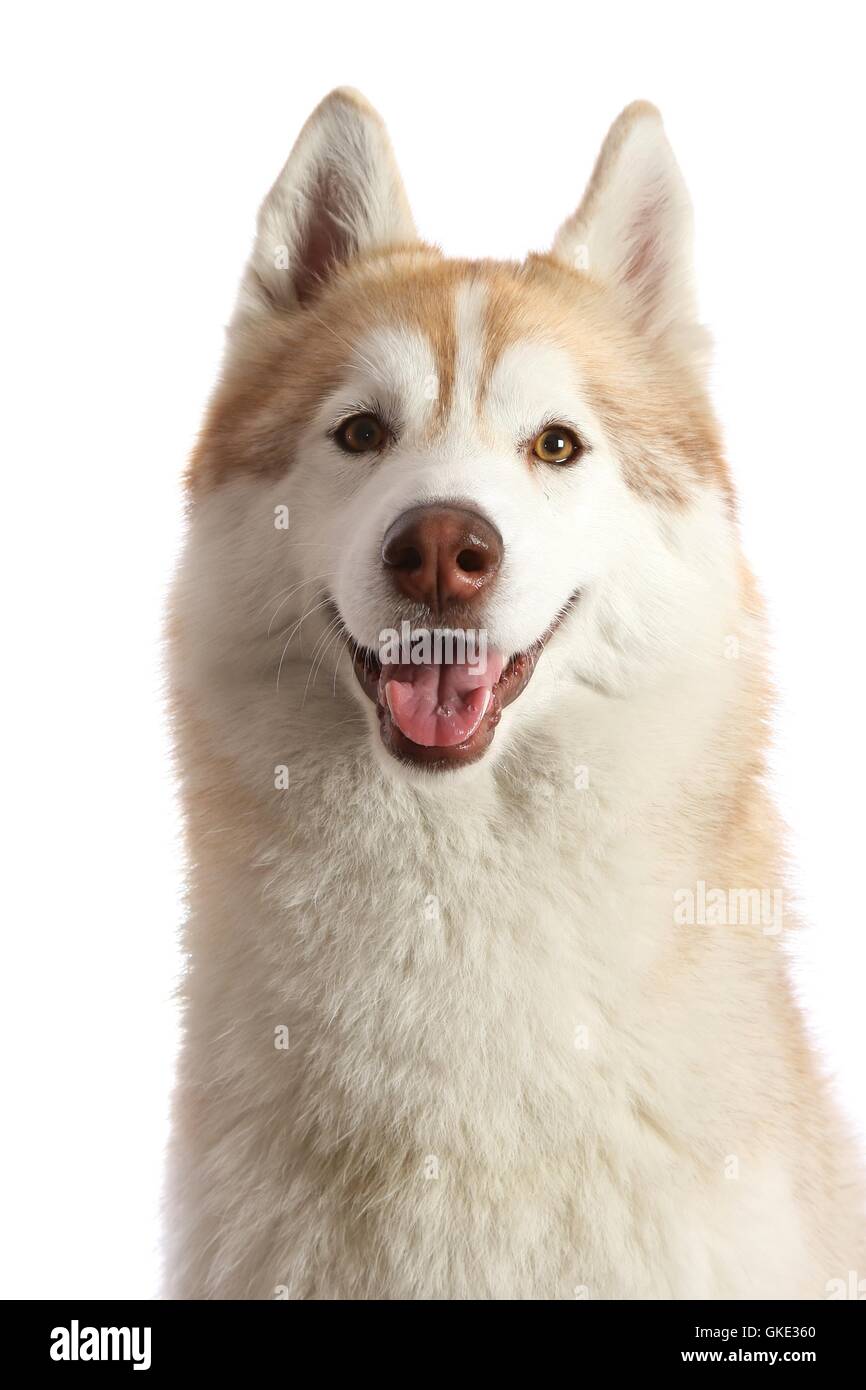 Friendly Husky Dog Stock Photo - Alamy