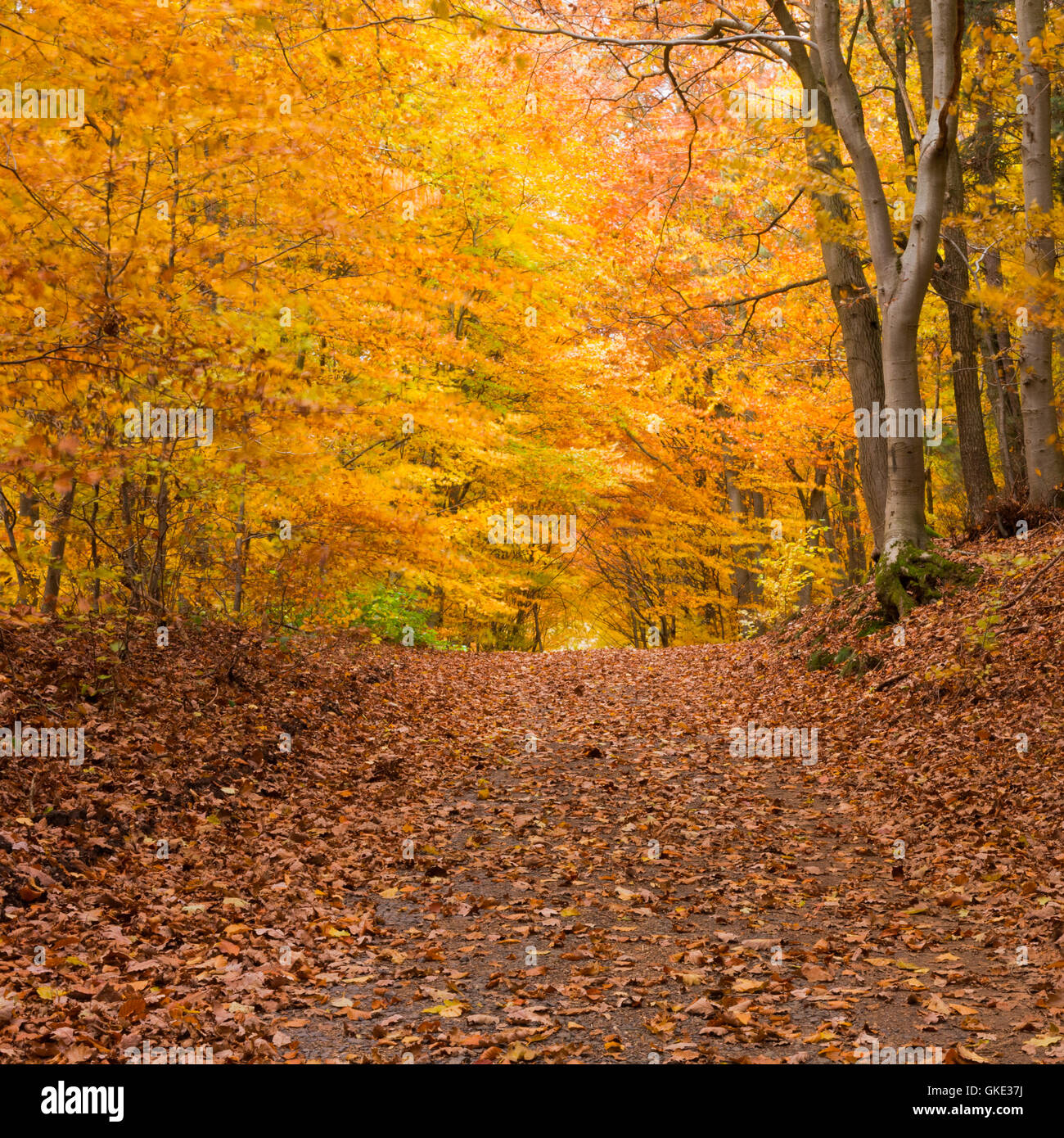 Fall Forest Trail Stock Photo - Alamy