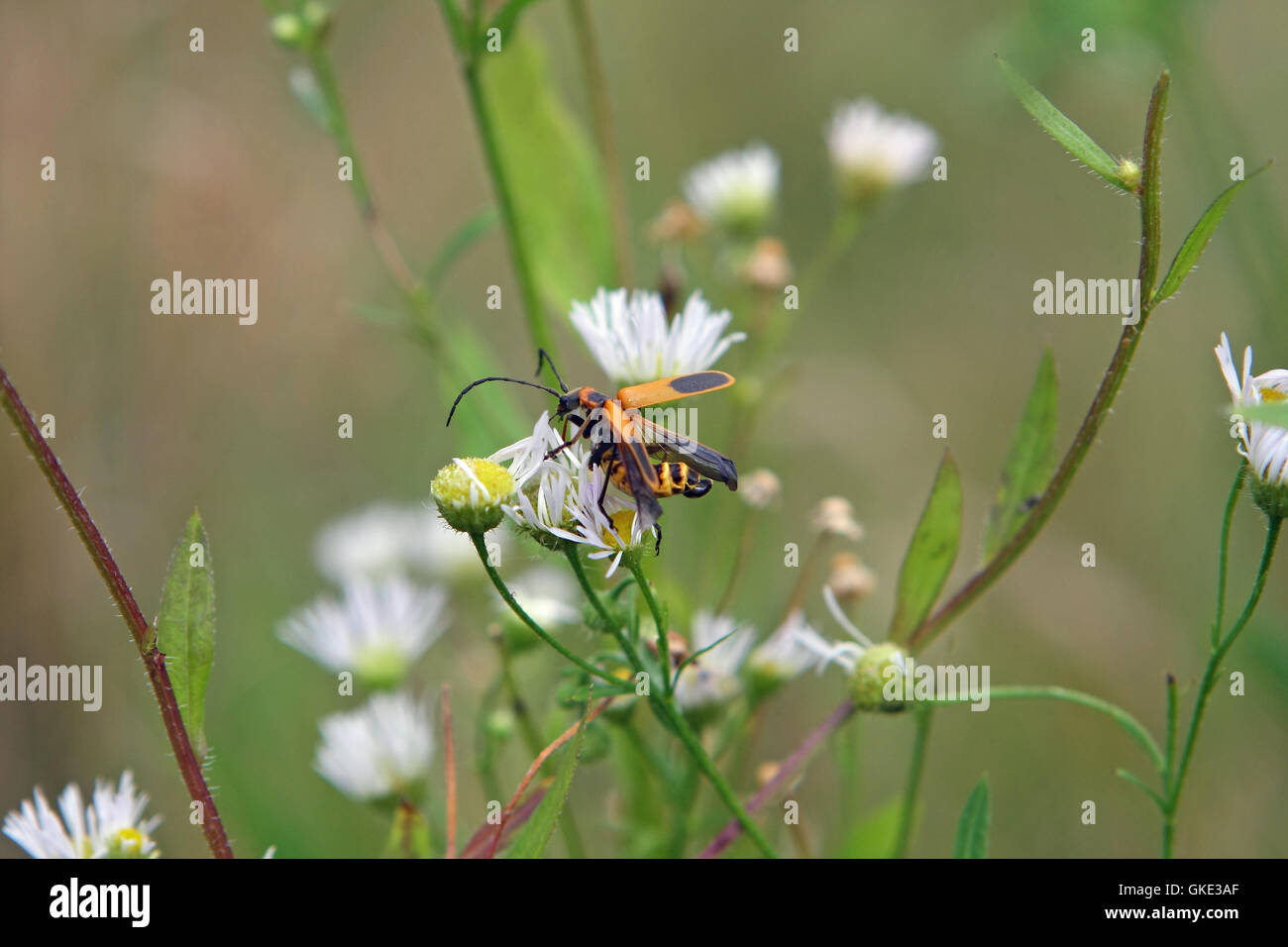 Leather beetle hi-res stock photography and images - Alamy