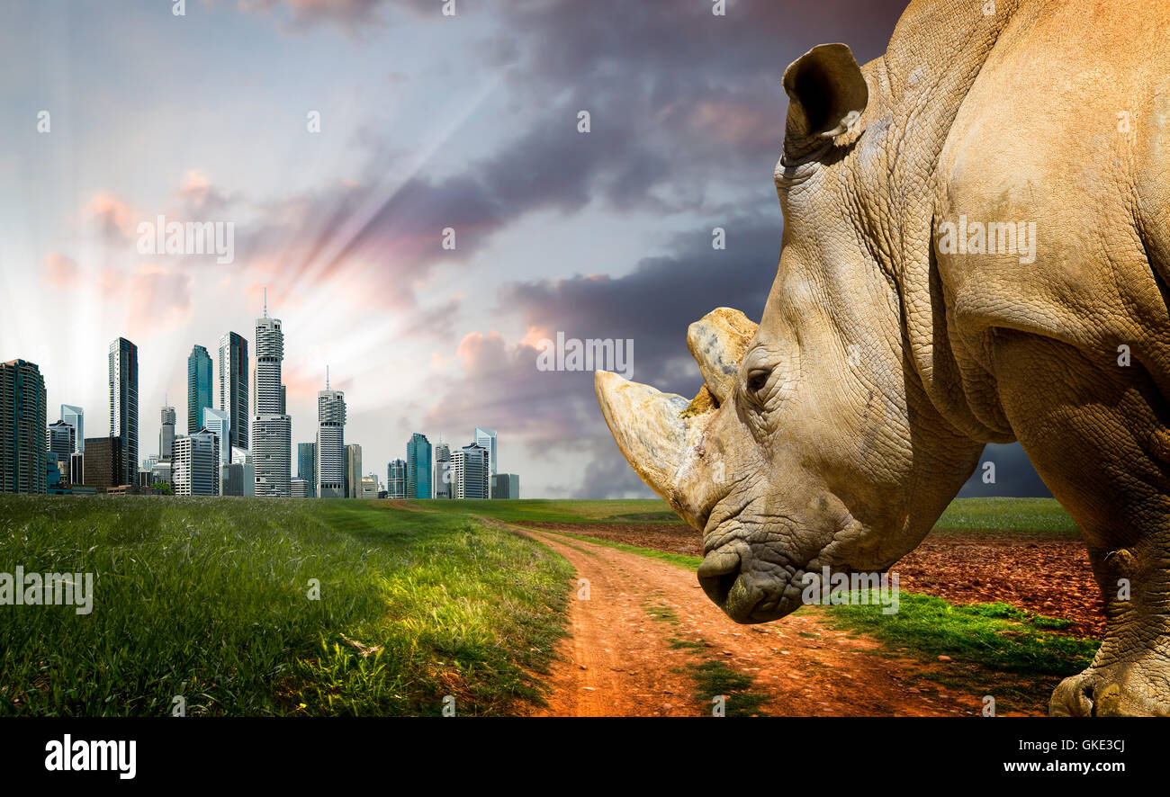 Powerful rhino at sunset. Nature against progress Stock Photo - Alamy