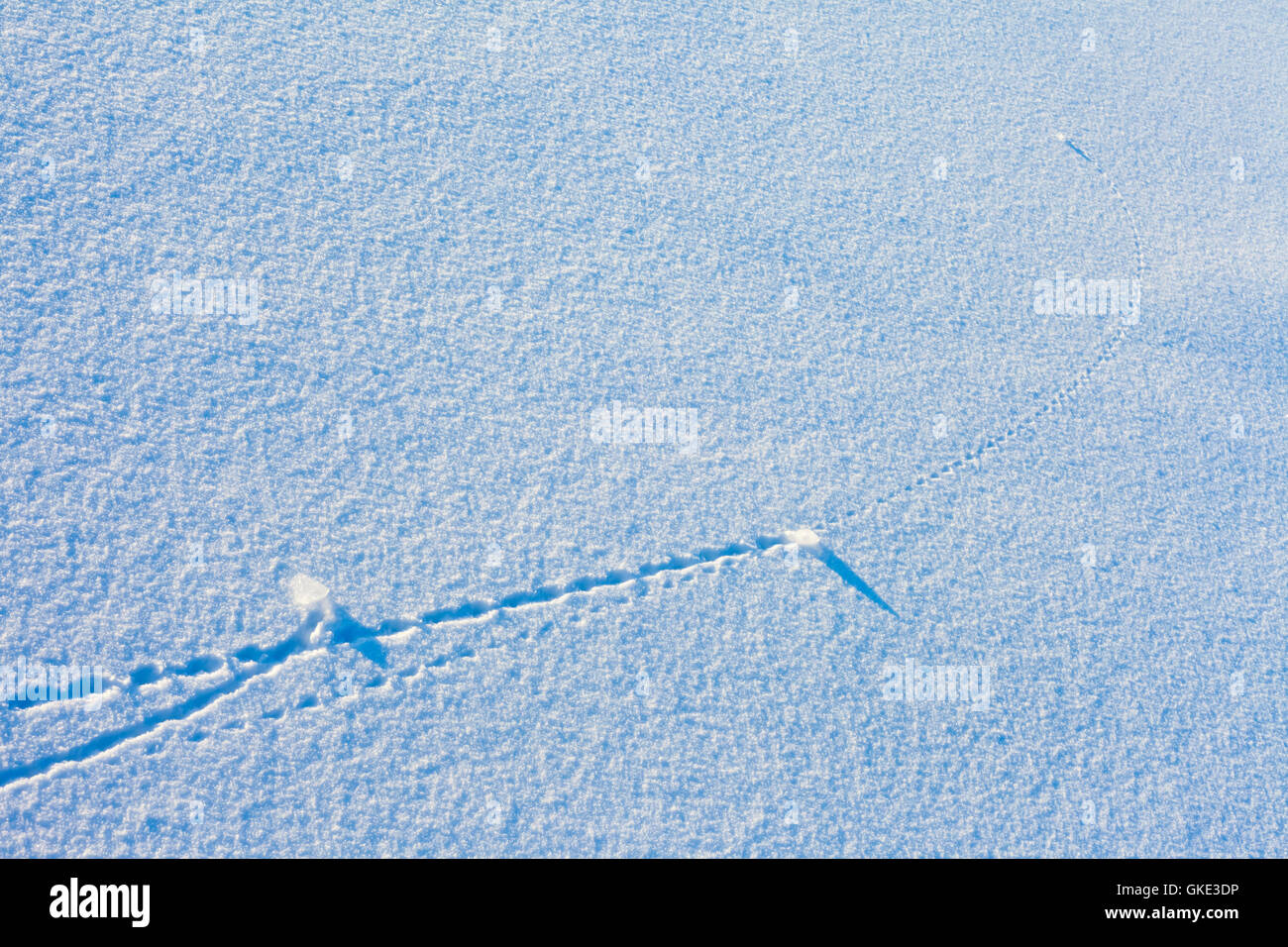 Trajectory lines on snow surface Stock Photo - Alamy