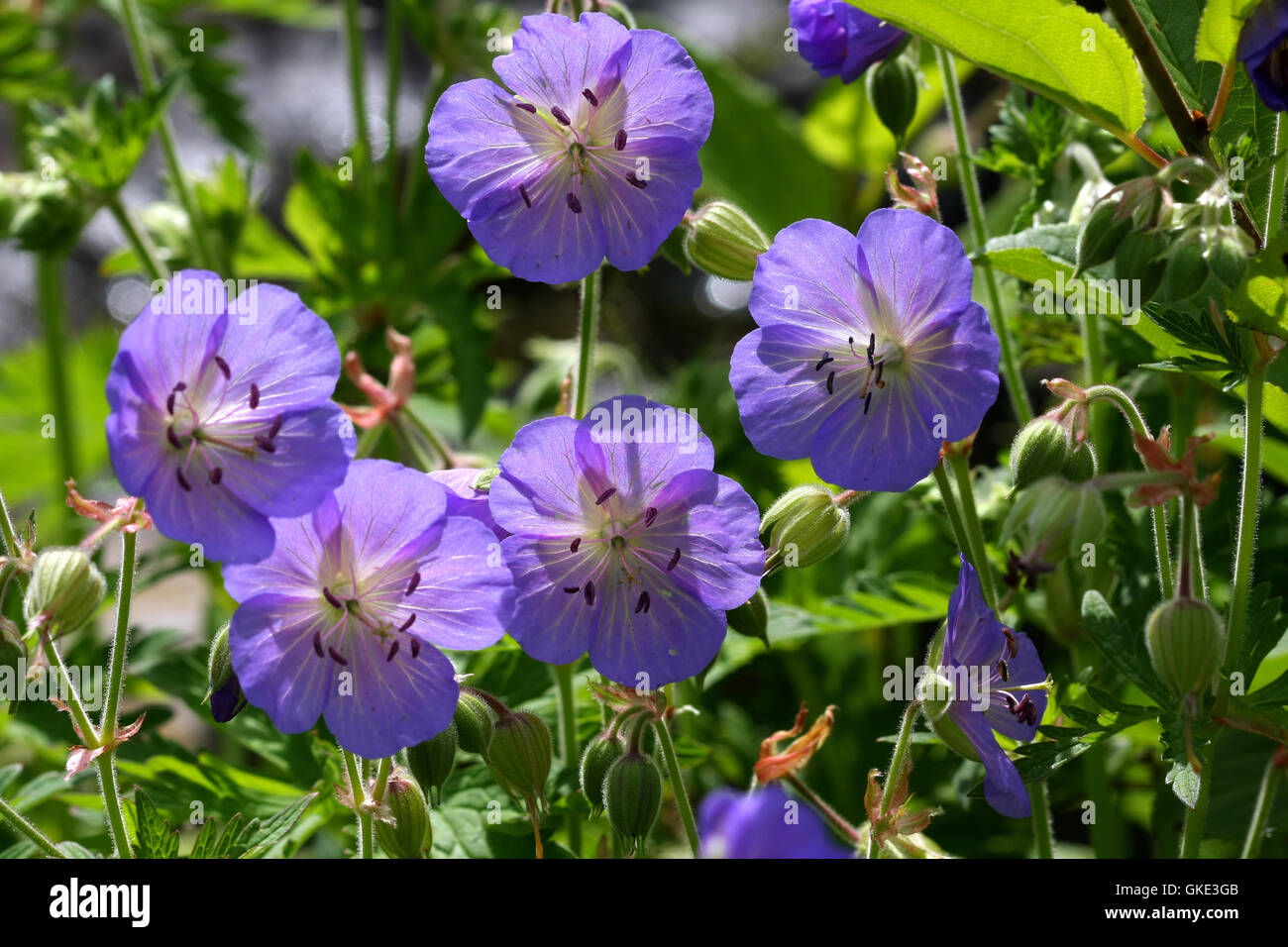 Wild Geranium Flower Stock Photo - Alamy