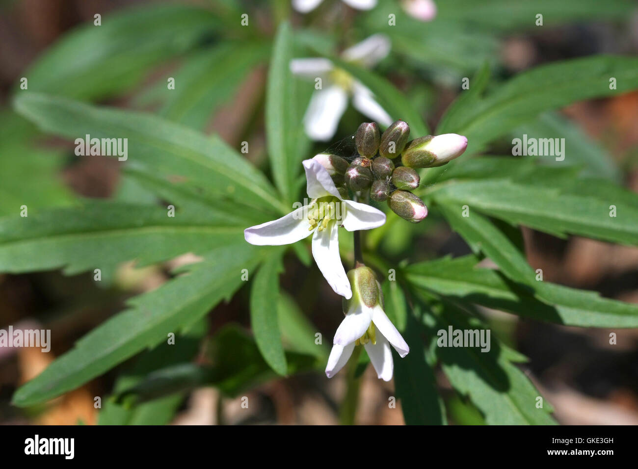 Cutleaf Toothwort Flower Stock Photo - Alamy