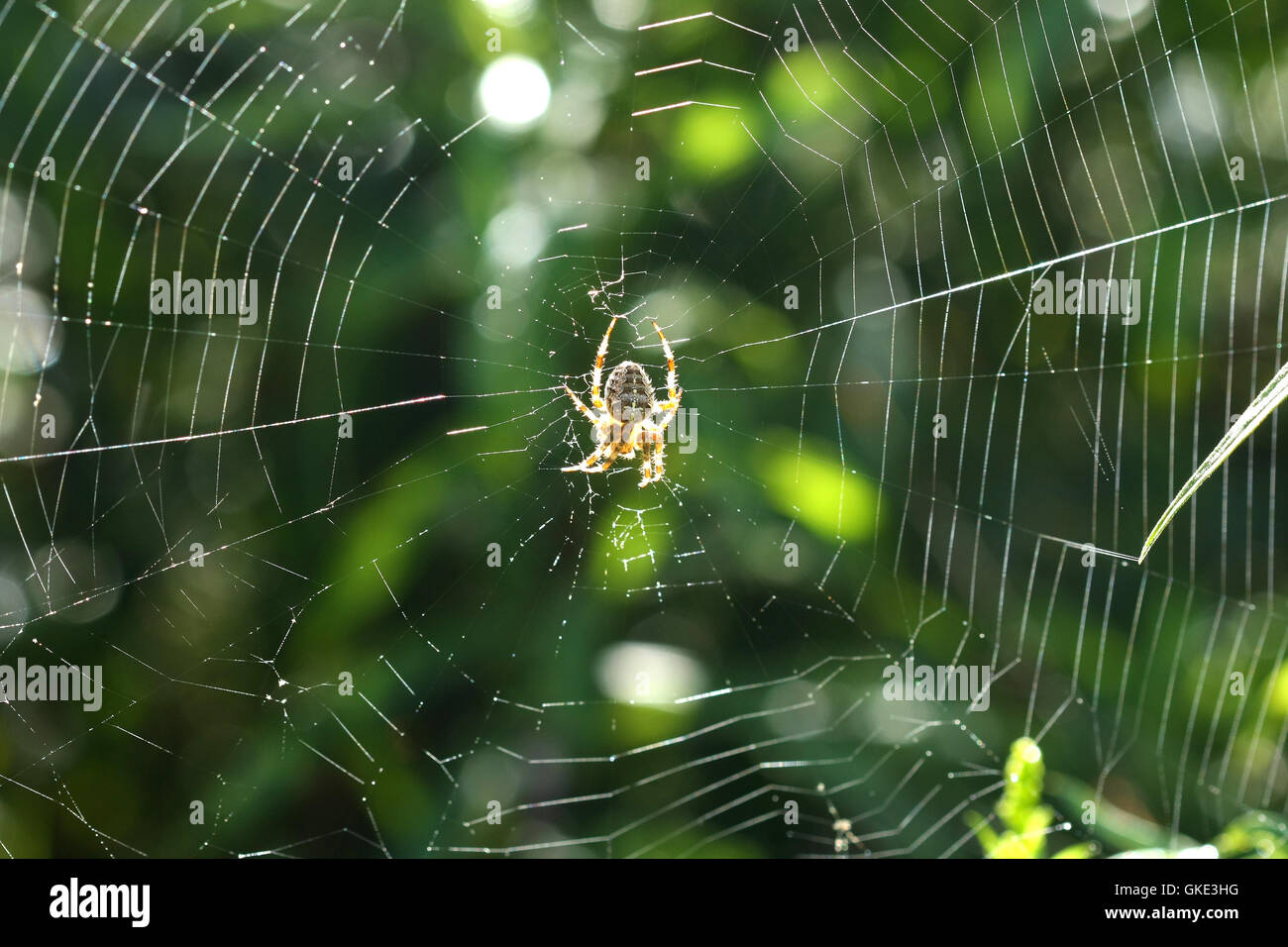Orb Weaver Spider Stock Photo - Alamy